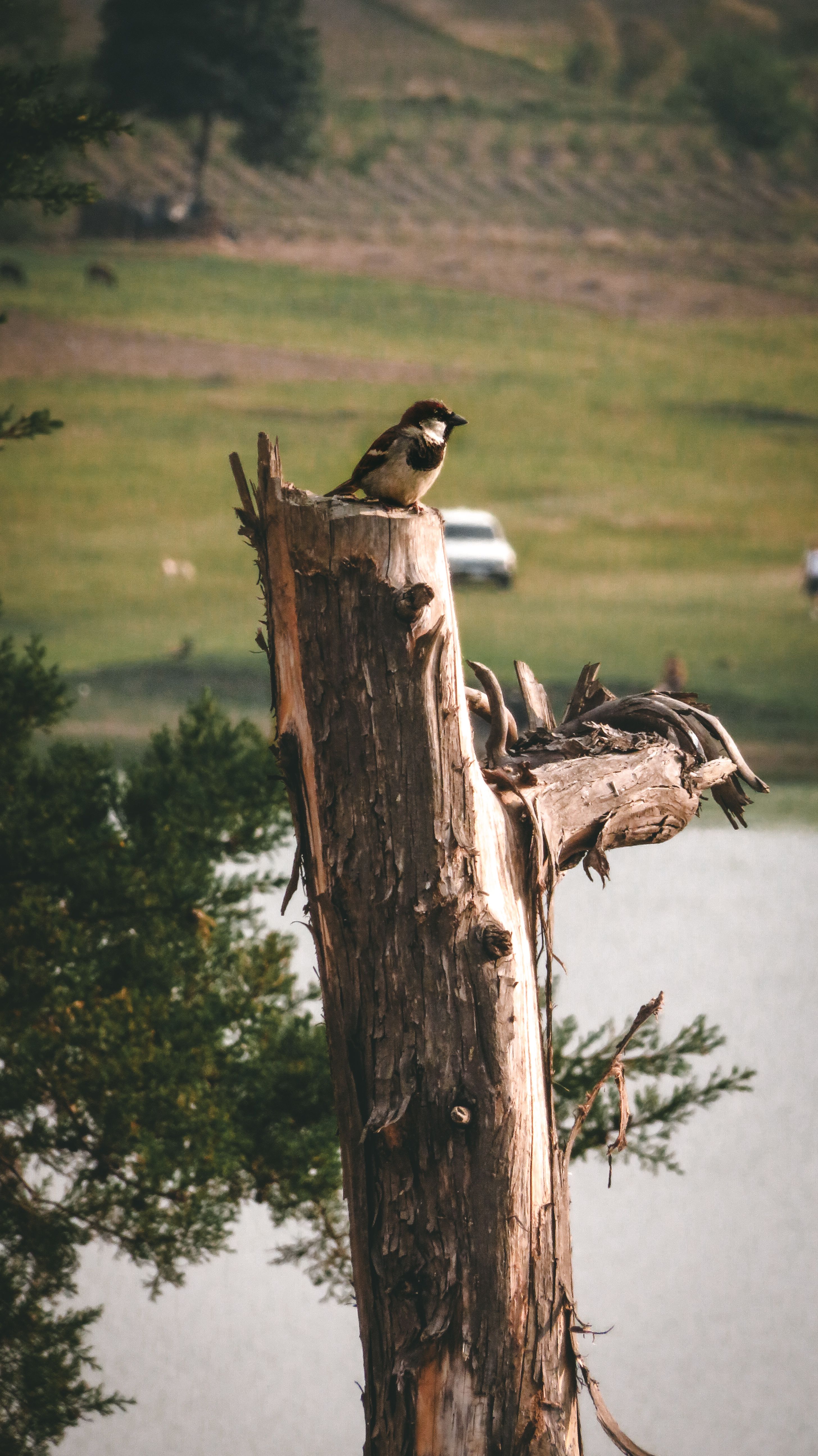 Tit Utseende Photos, Download The BEST Free Tit Utseende Stock Photos ...