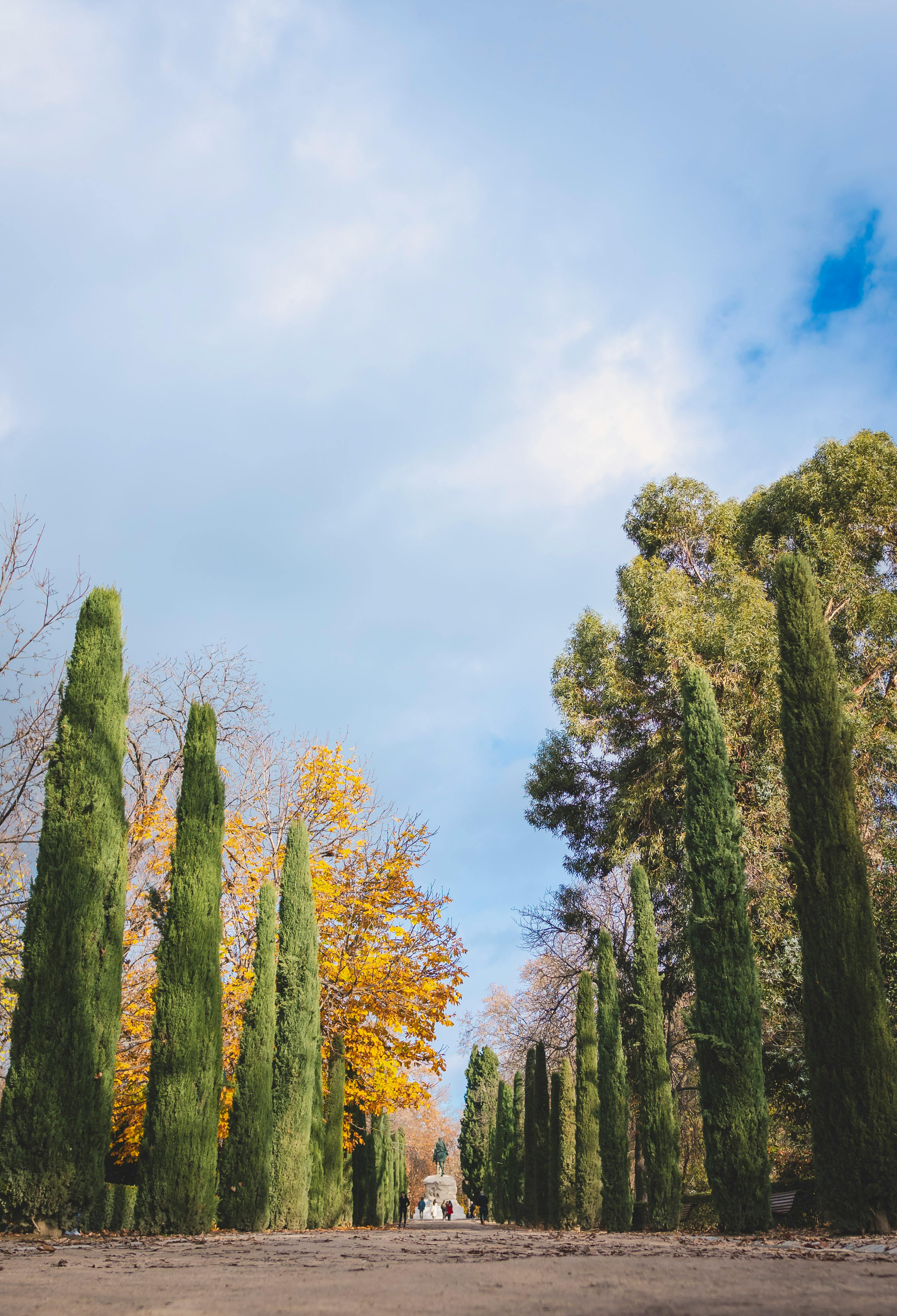 A path with cypress trees and a blue sky · Free Stock Photo