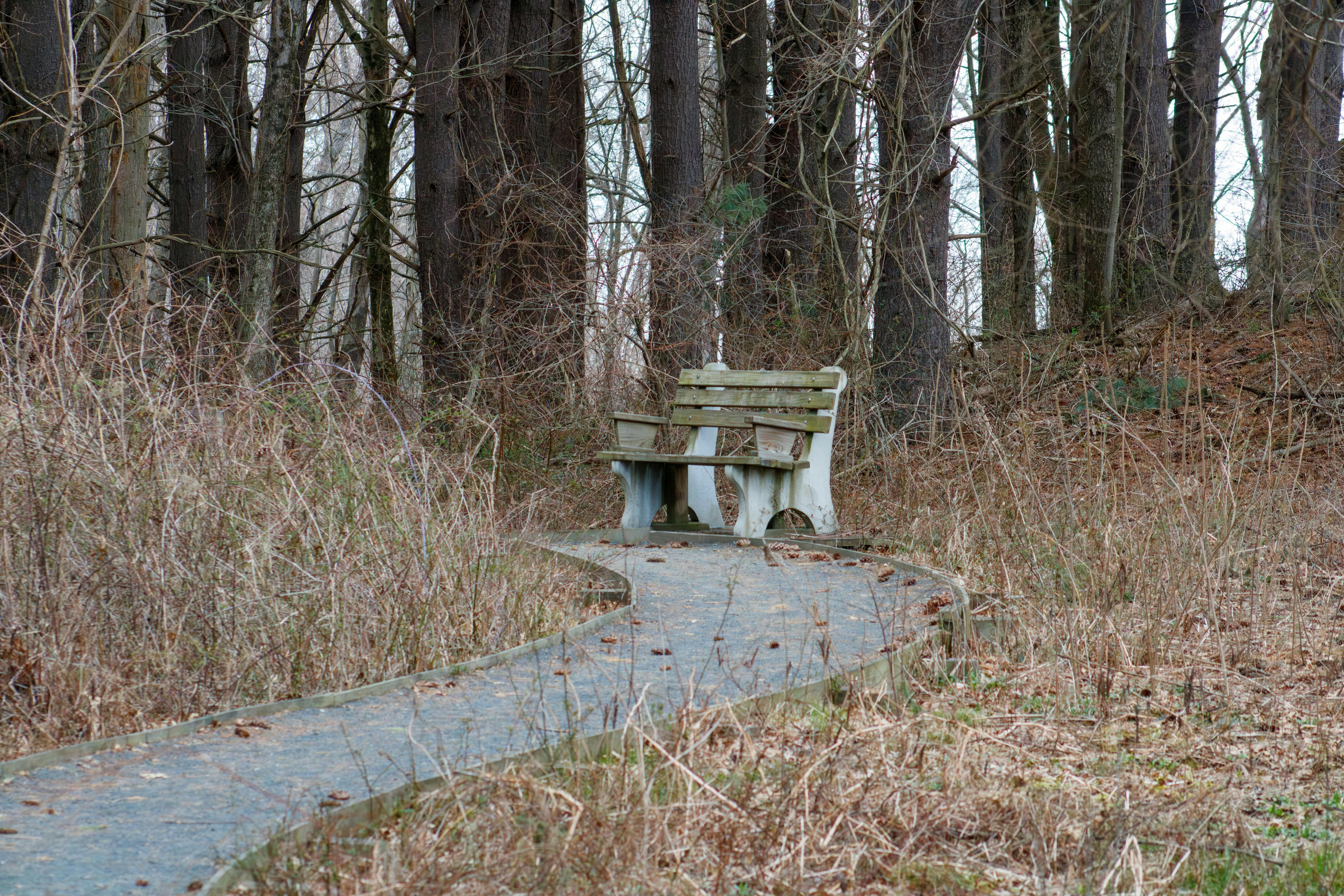 Wooden Bench on a Path in Forest · Free Stock Photo