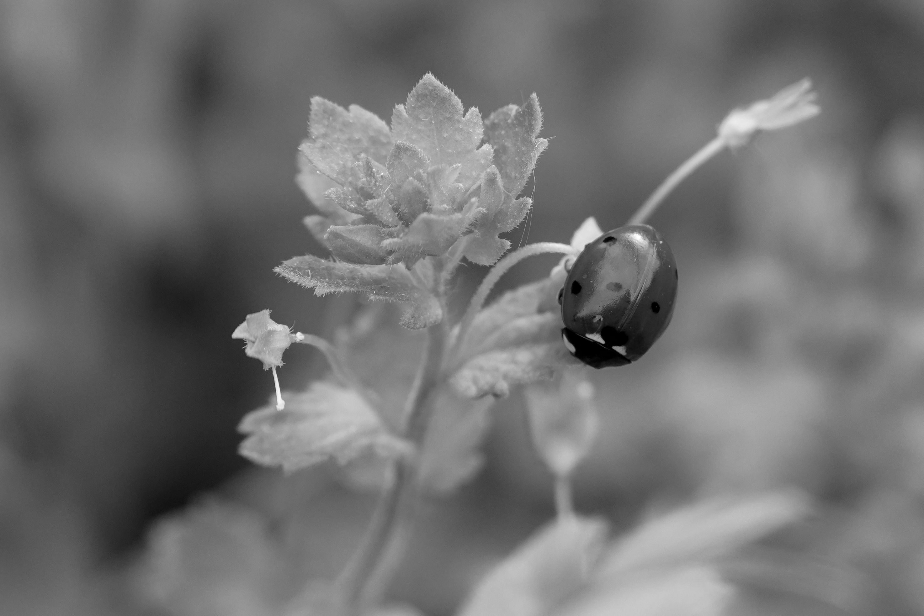 Color Mono Photos, Download The BEST Free Color Mono Stock Photos & HD ...