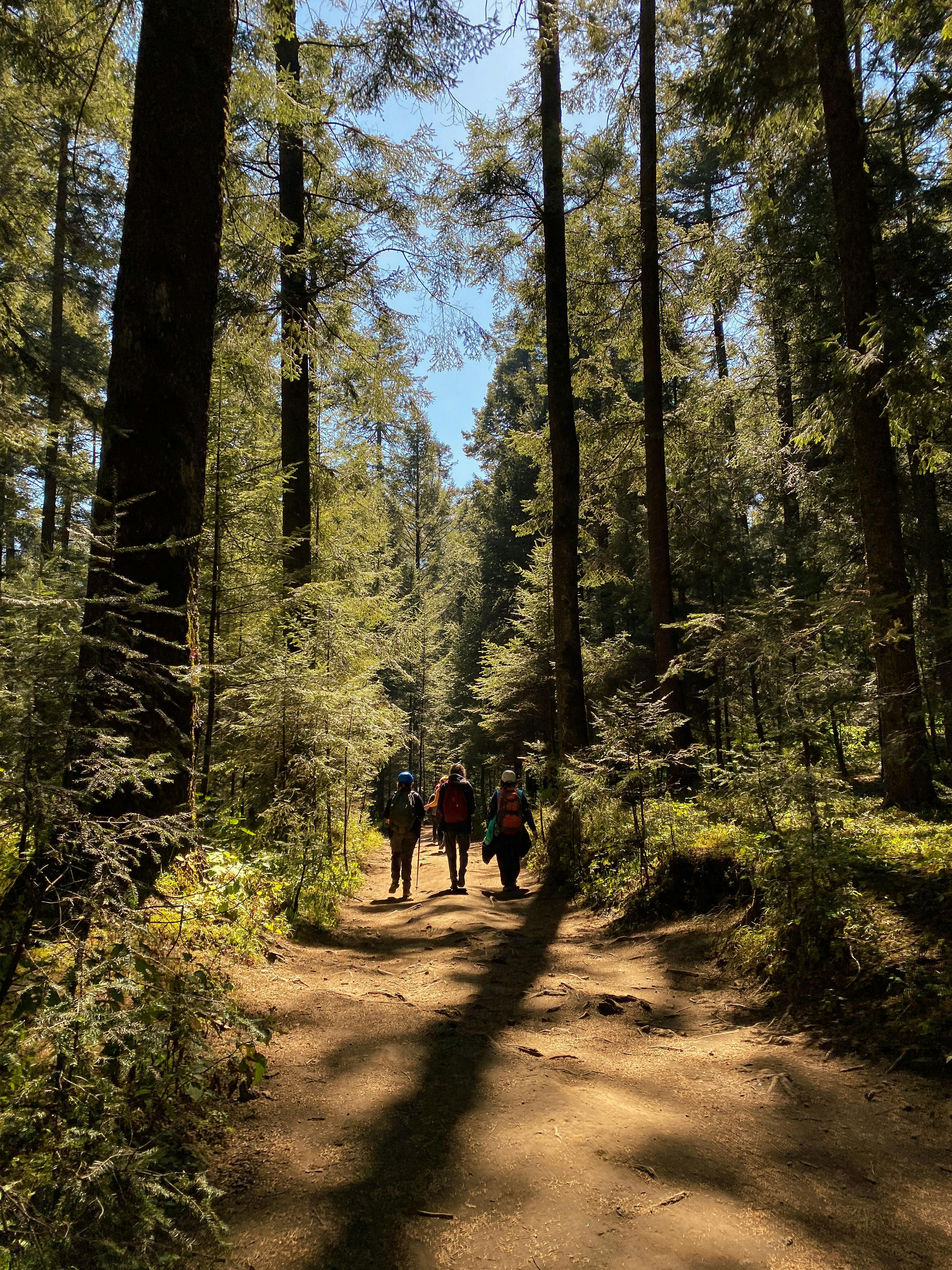People on a Path in a Forest · Free Stock Photo