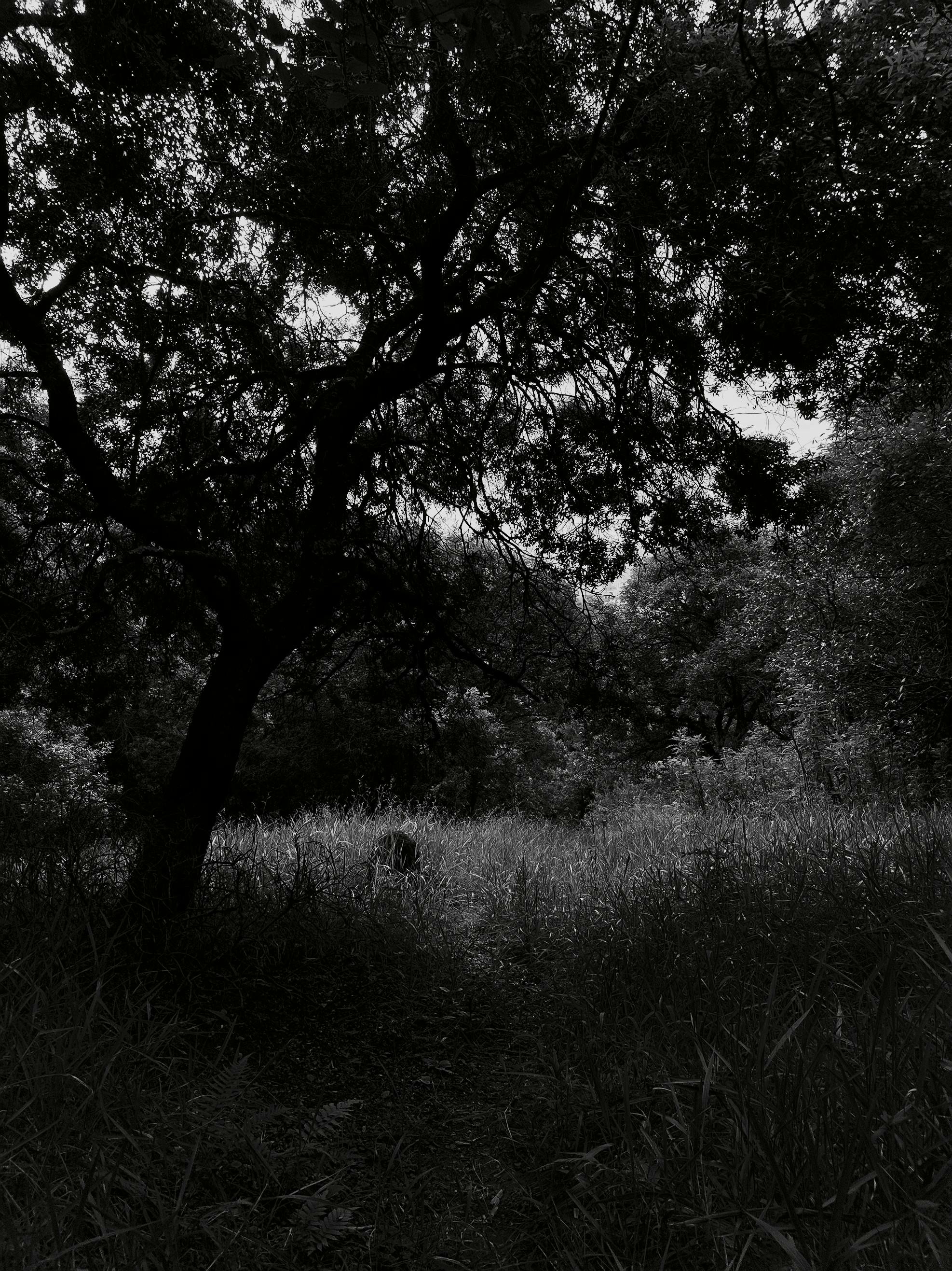 Daniel Bertoli - 사진