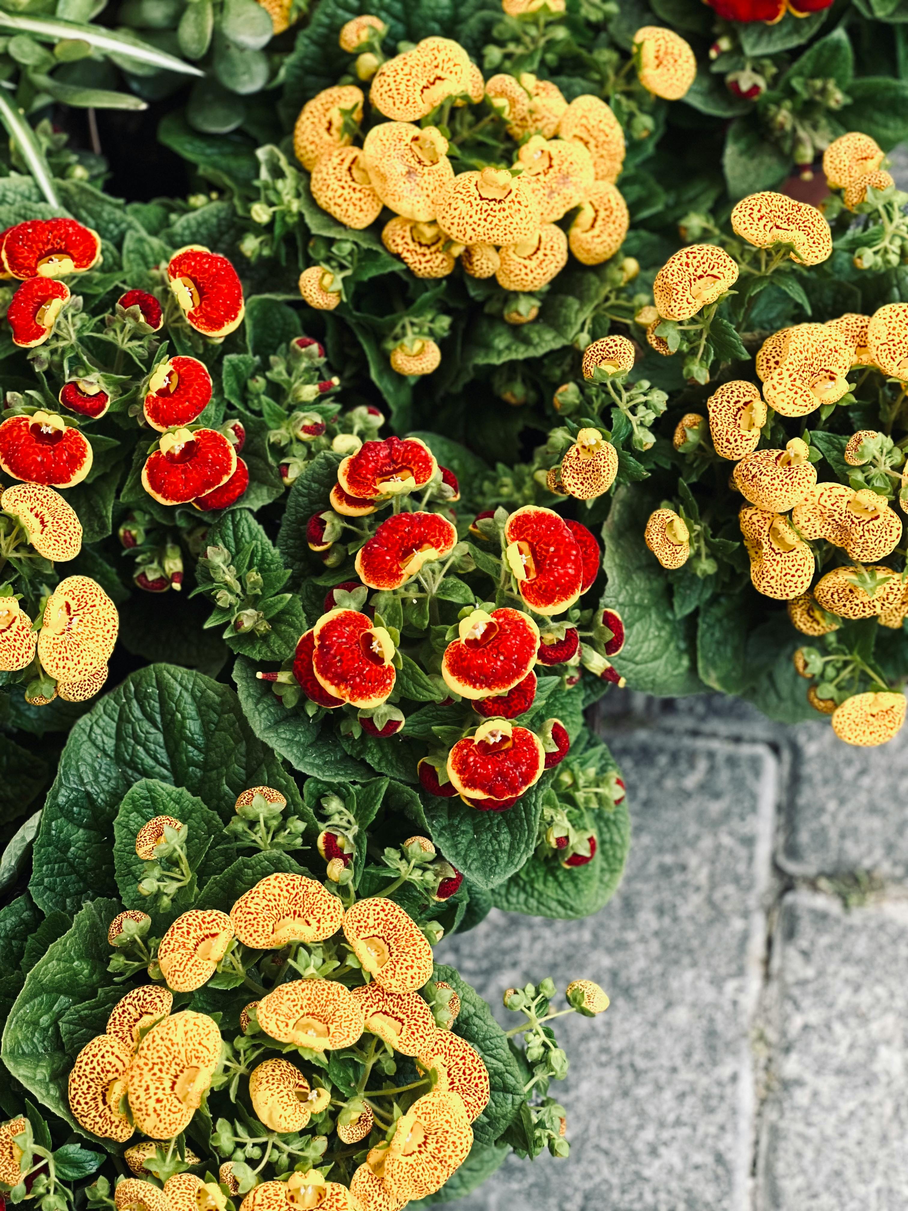 Close-up of Calceolaria Flowers Standing on the Pavement · Free Stock Photo