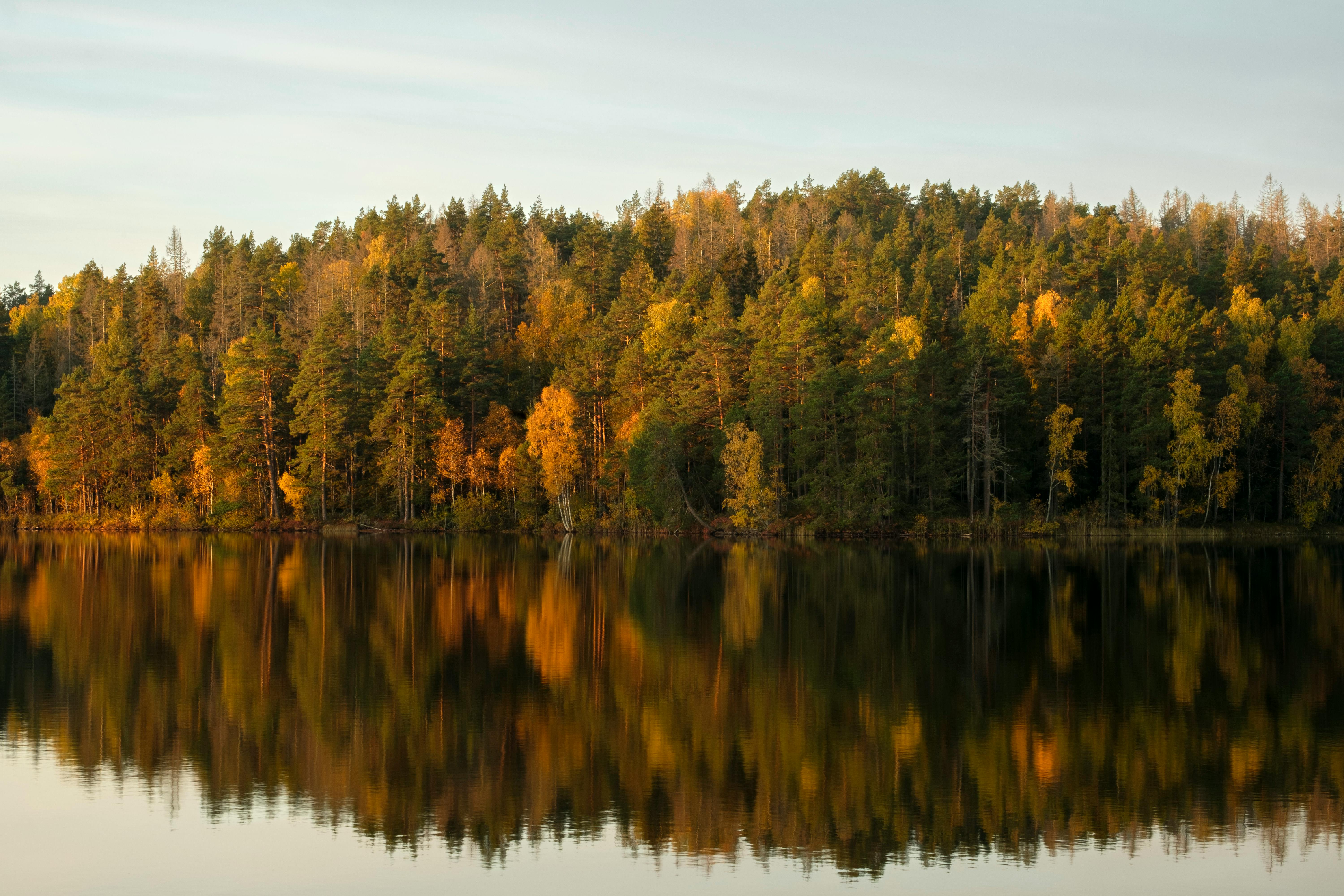 Scenic View of the Trees · Free Stock Photo