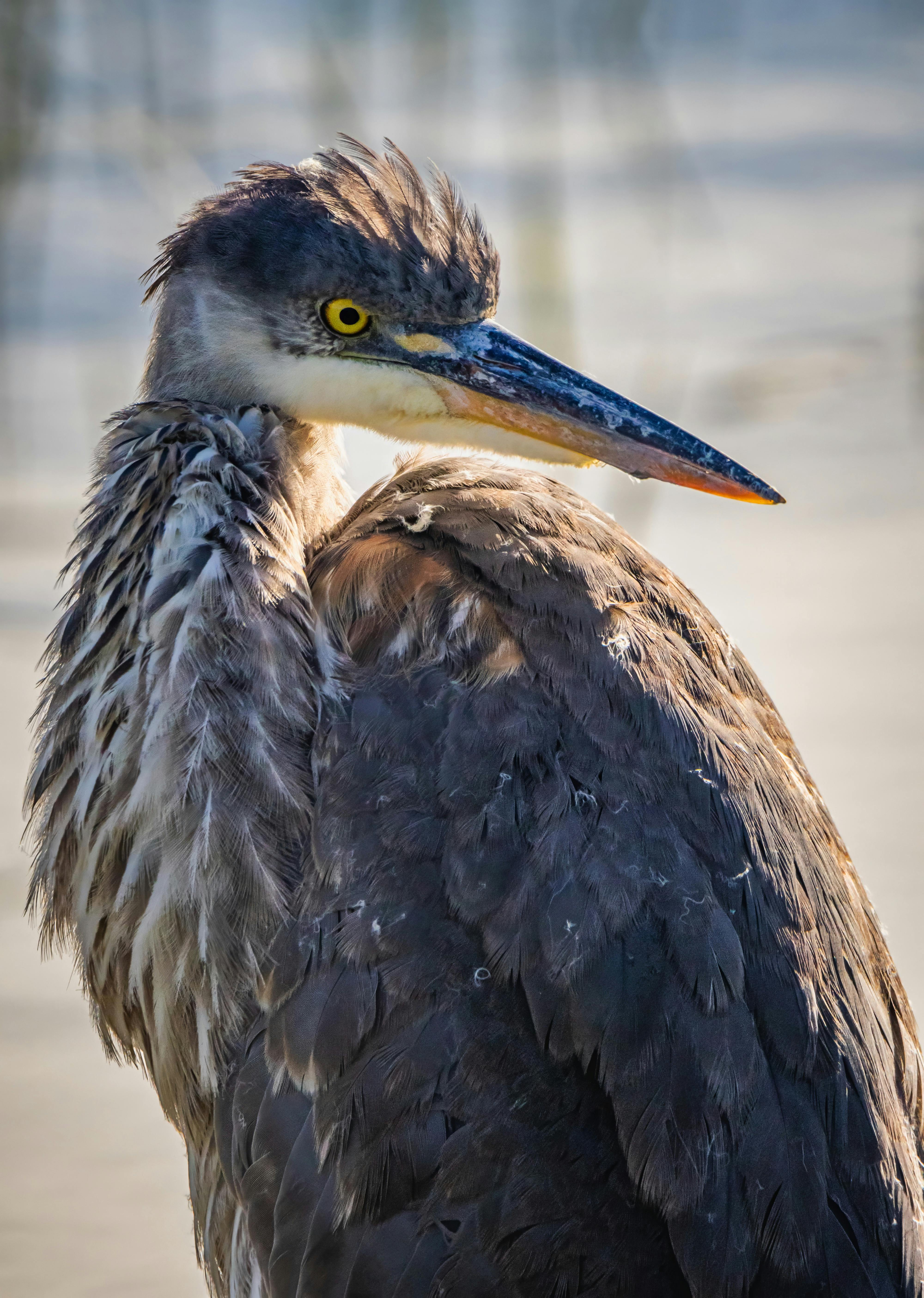 Close-up Great Blue Heron Looking Over Wing · Free Stock Photo