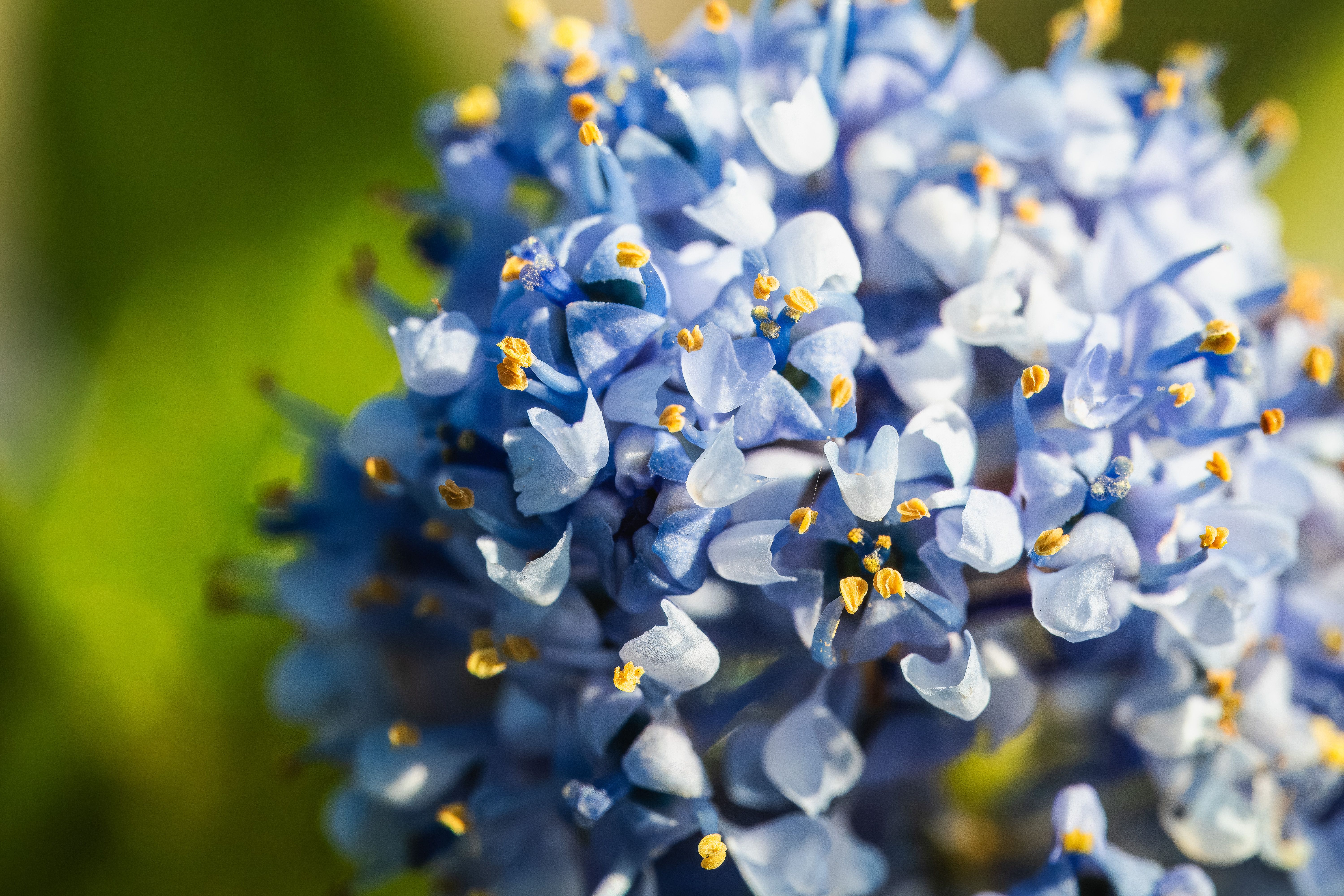 Cluster of Blue California Lilac Flowers · Free Stock Photo