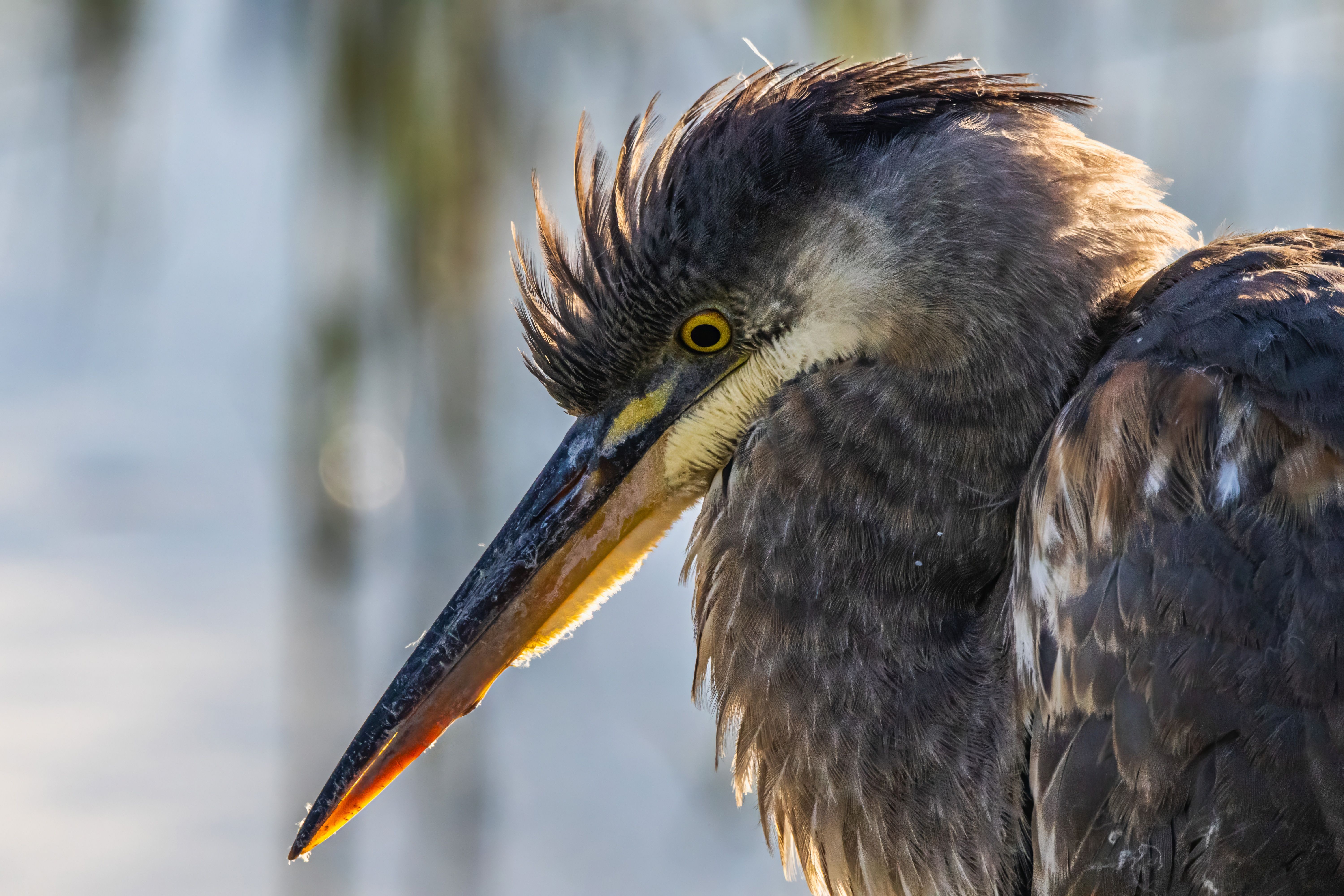 Close-up of Great Blue Heron in a Wetland · Free Stock Photo