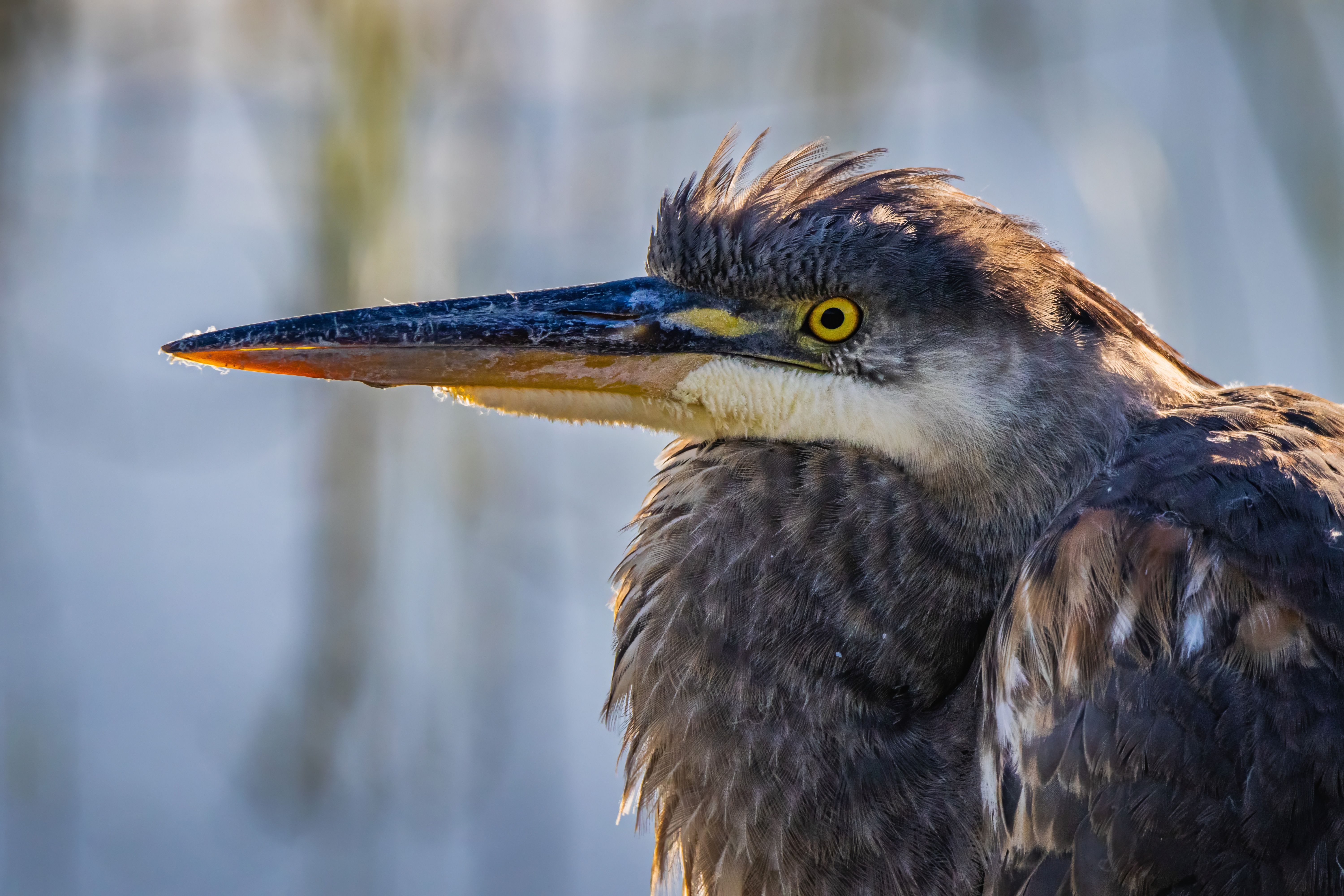A close up of a bird with a long beak · Free Stock Photo