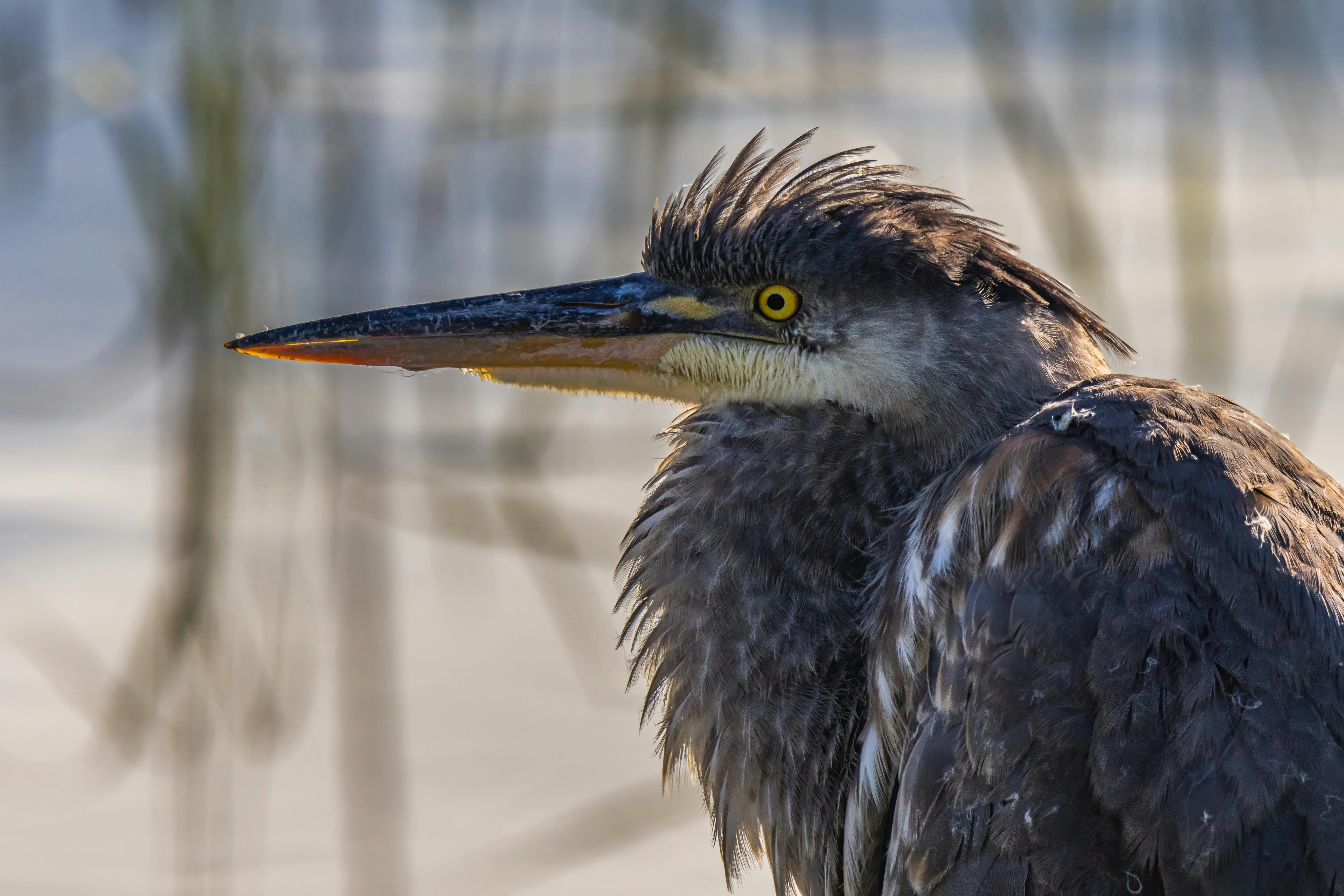 Close-up of a Great Blue Heron Head · Free Stock Photo