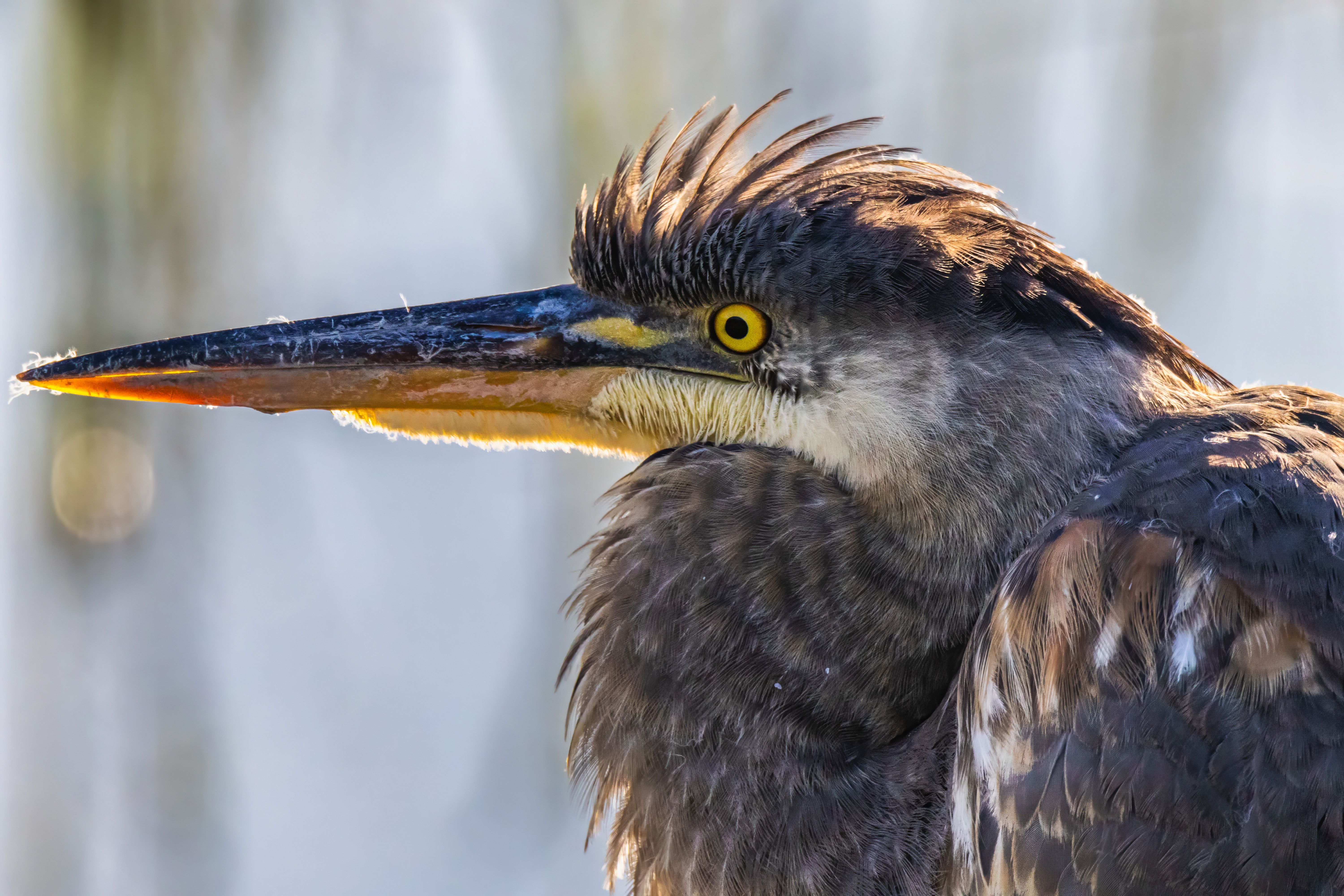 Side View of Great Blue Heron Head · Free Stock Photo