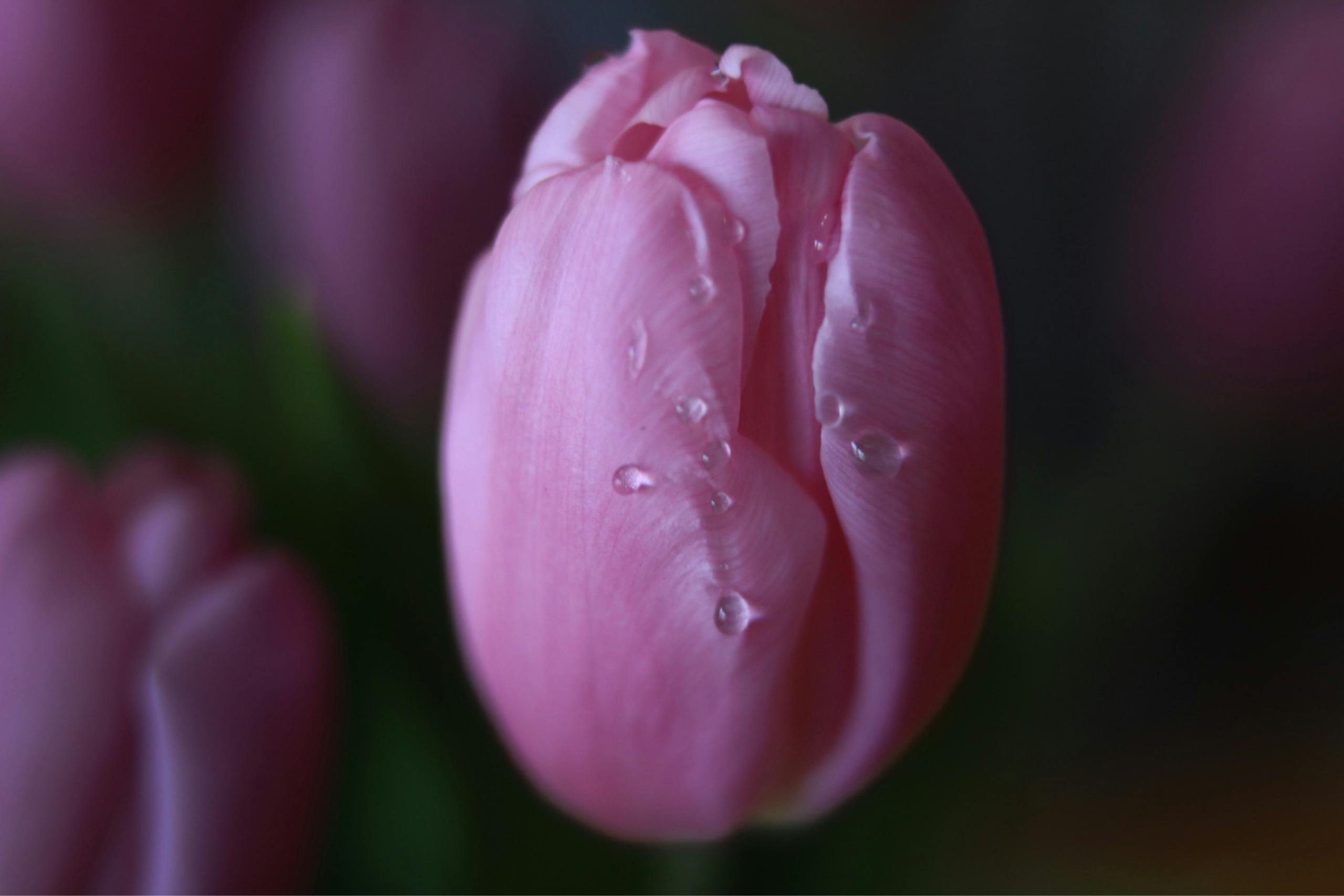 Catherine Dempsey - 攝影