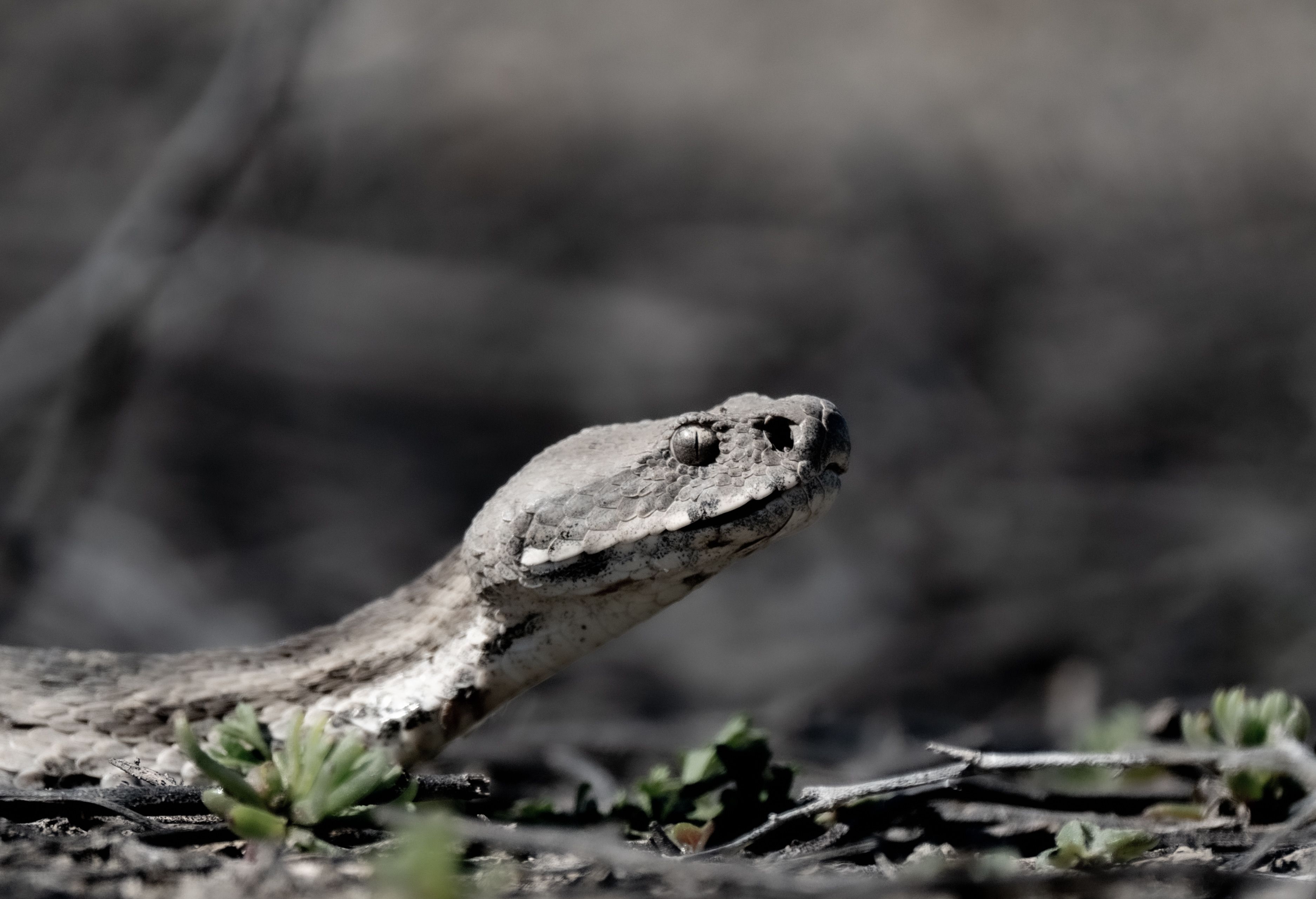 Portrait of a Snake in Monochrome · Free Stock Photo