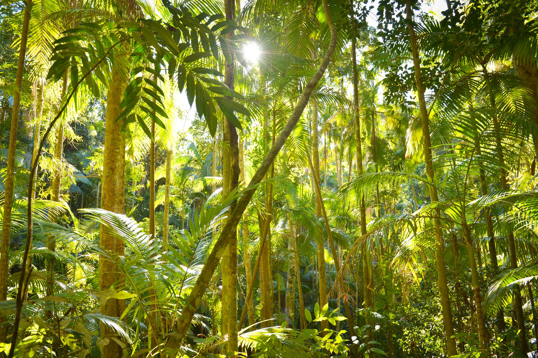 Sunlight in a Jungle · Free Stock Photo