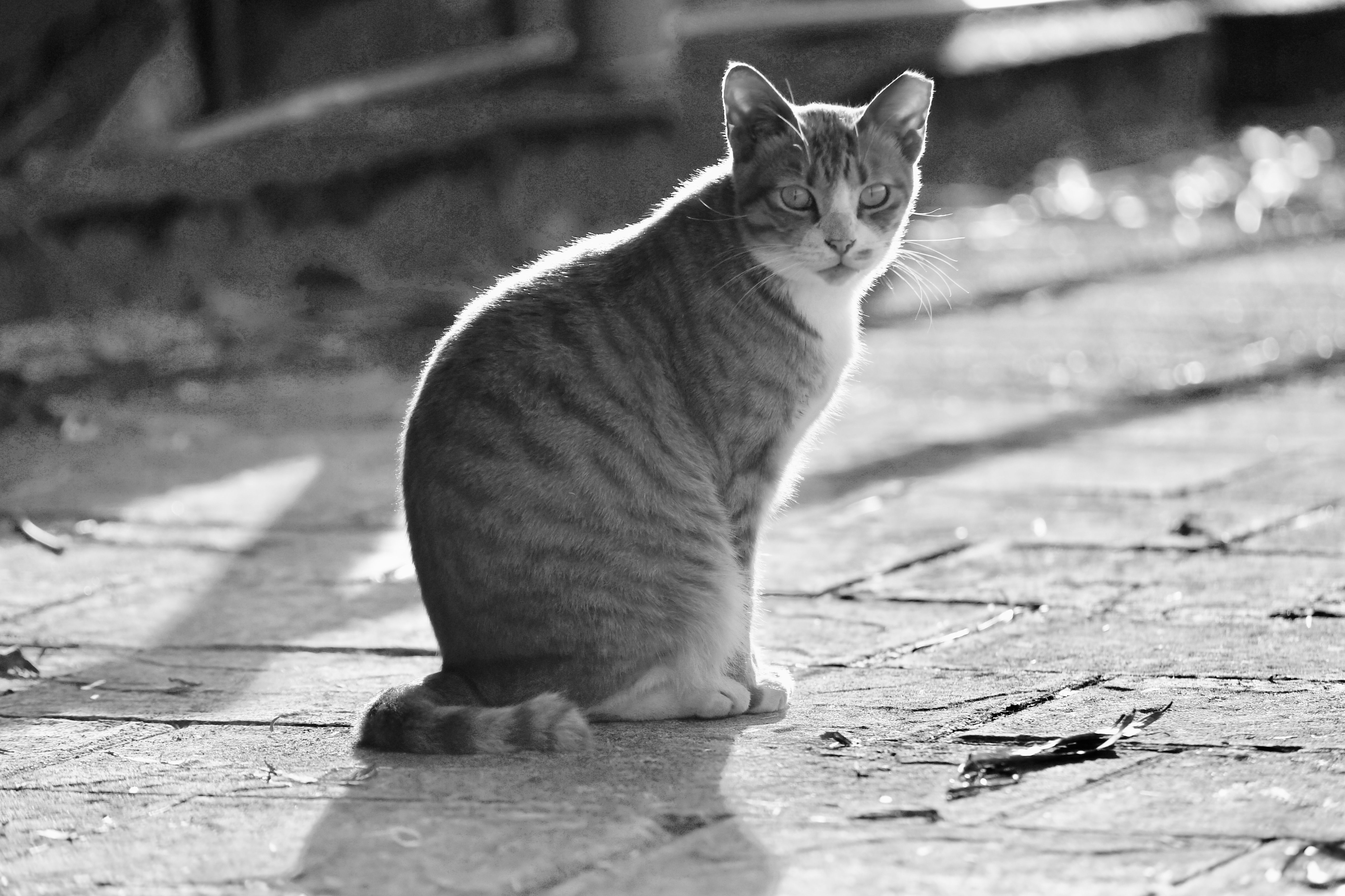 Cat Wait Photos, Download The BEST Free Cat Wait Stock Photos & HD Images