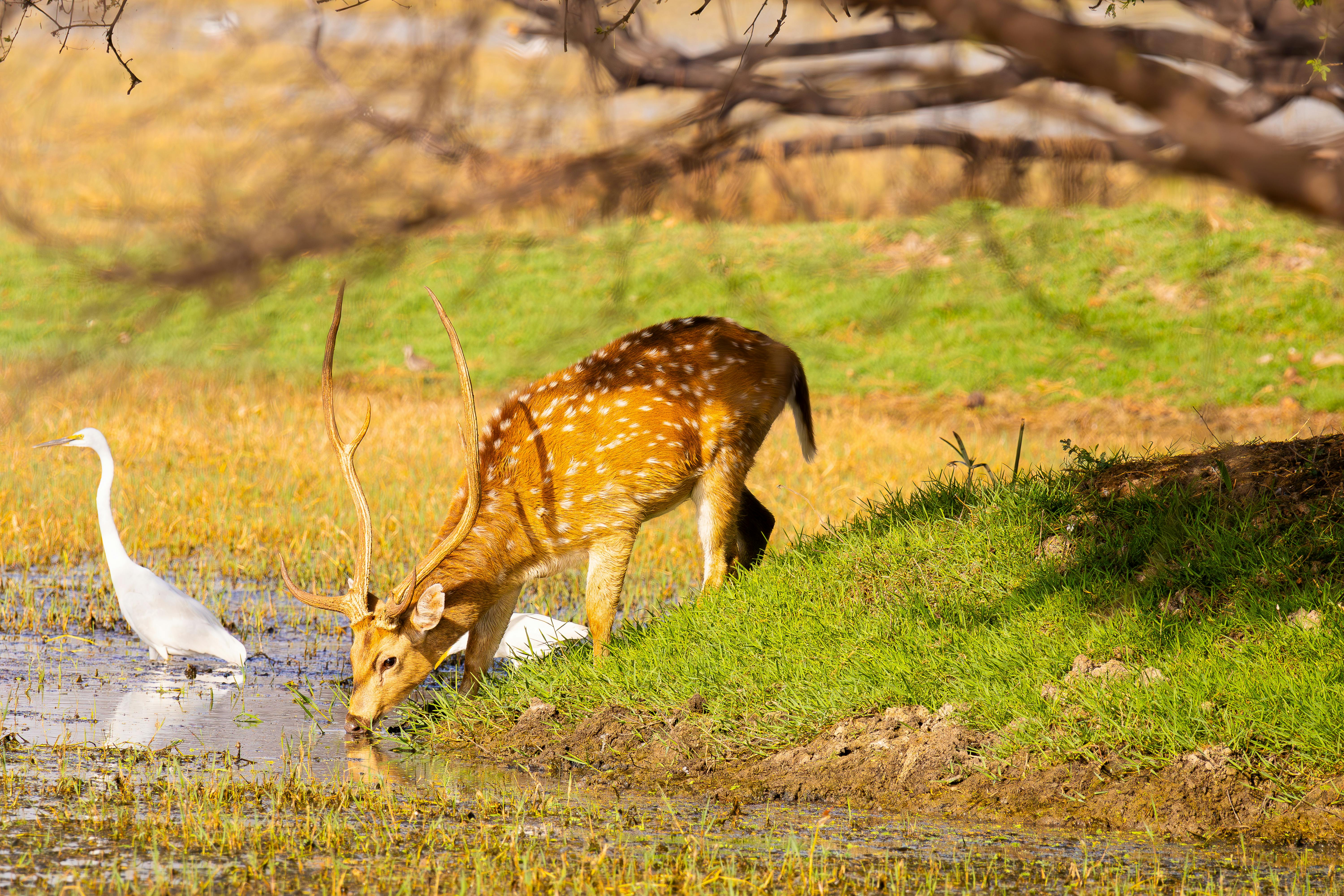 Deer and Herons at Stream · Free Stock Photo