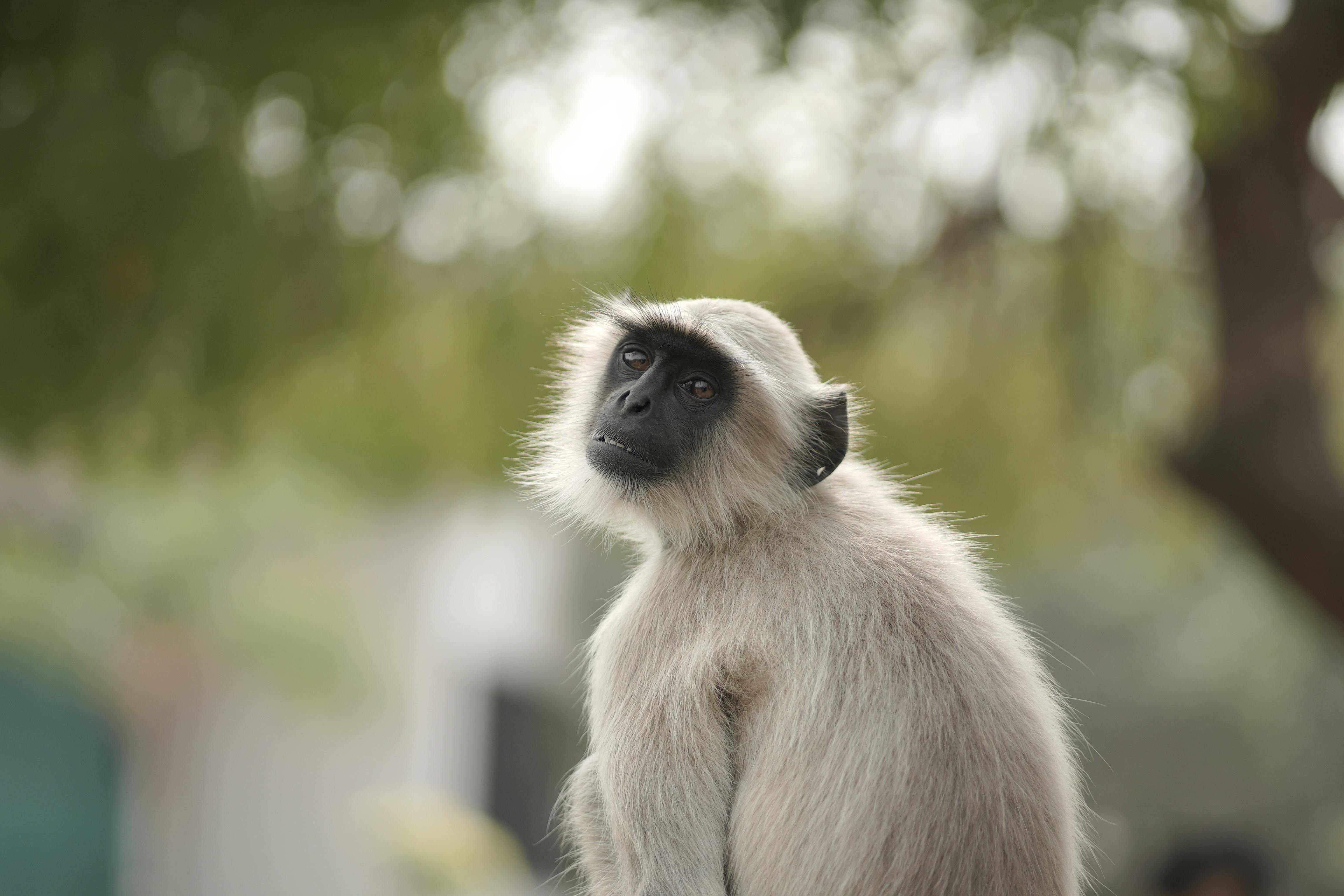 3 Wide Monkey Photos, Download The BEST Free 3 Wide Monkey Stock Photos ...