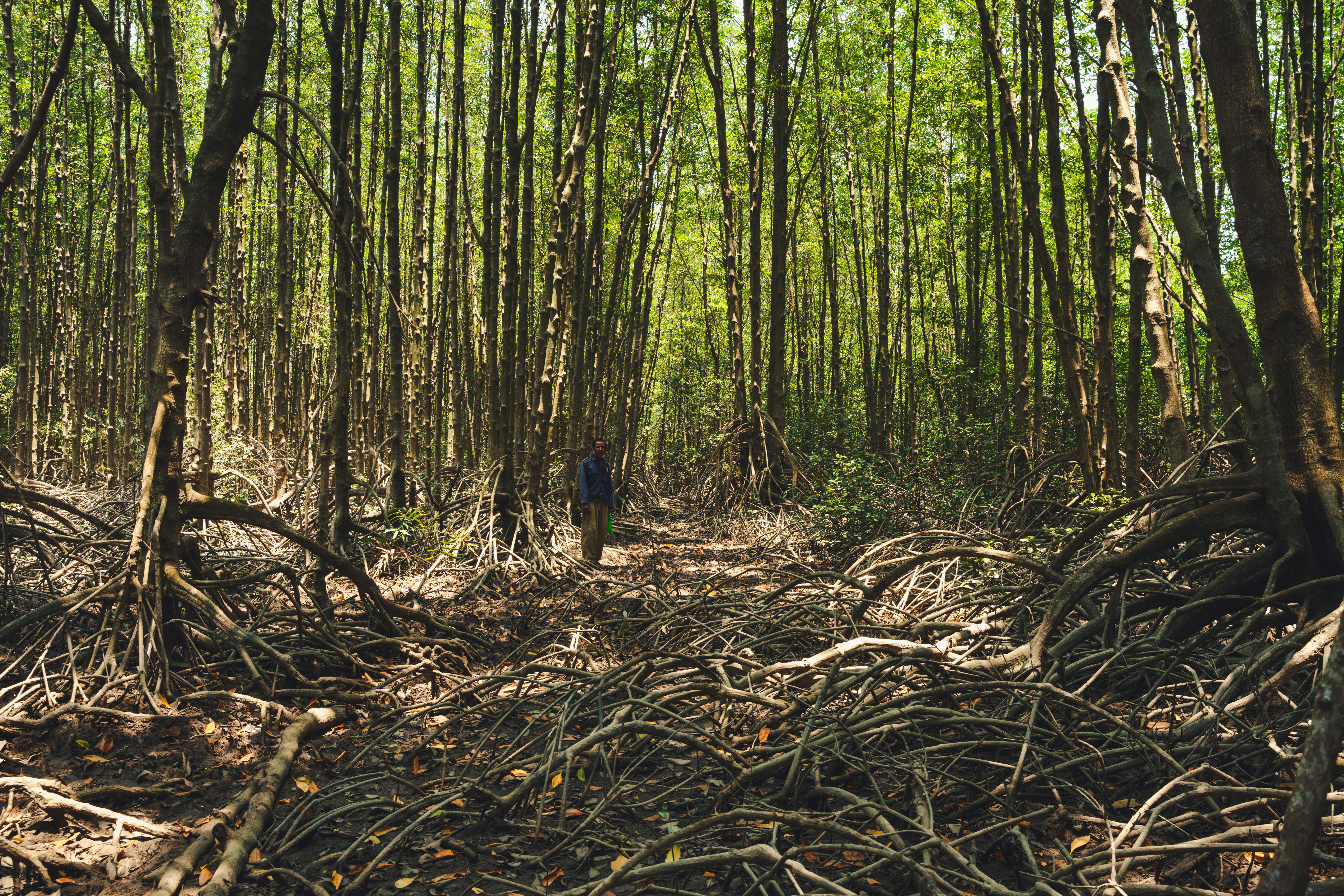 Man Standing on Footpath with Branches in Deep Forest · Free Stock Photo
