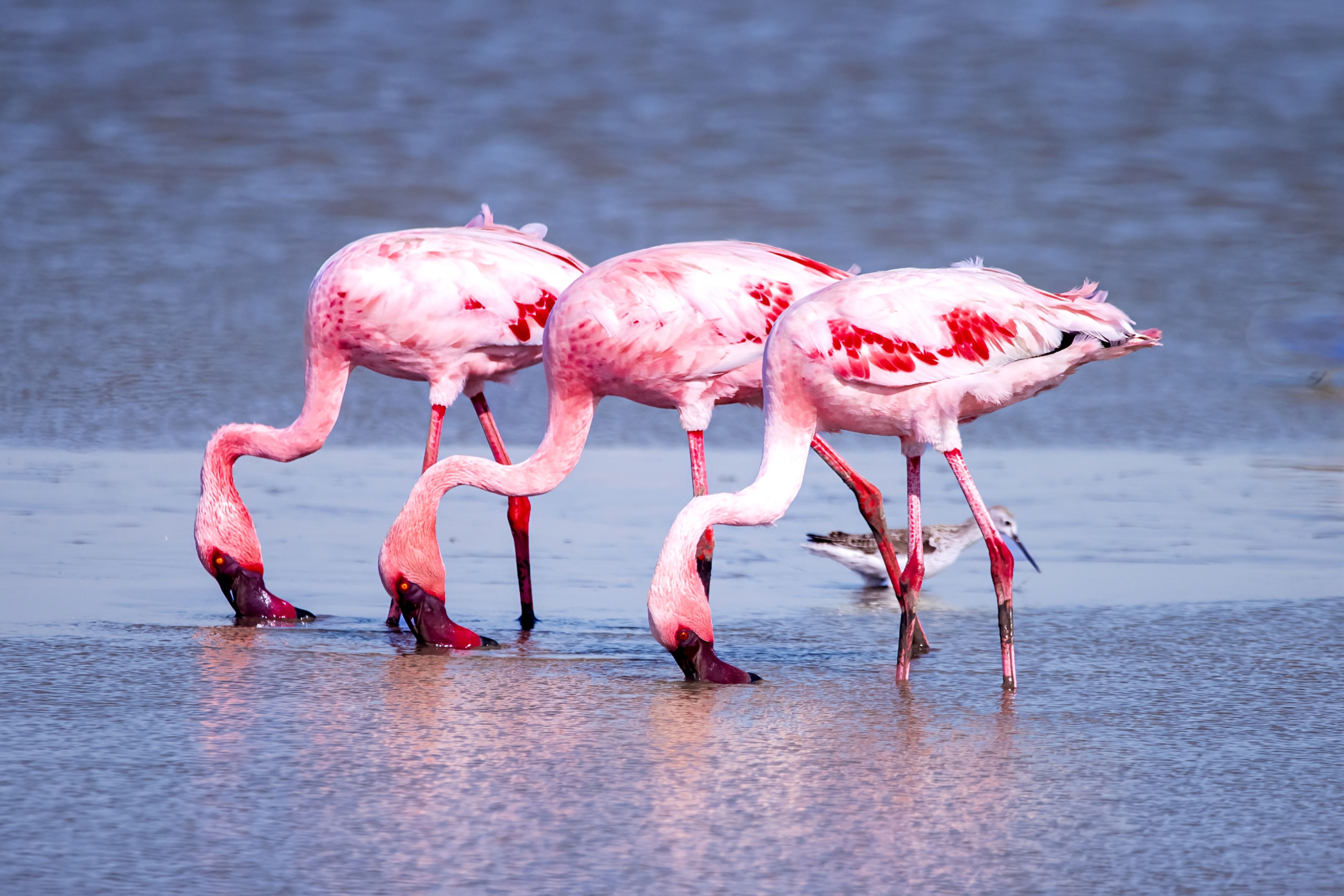 Flamingos in Water · Free Stock Photo