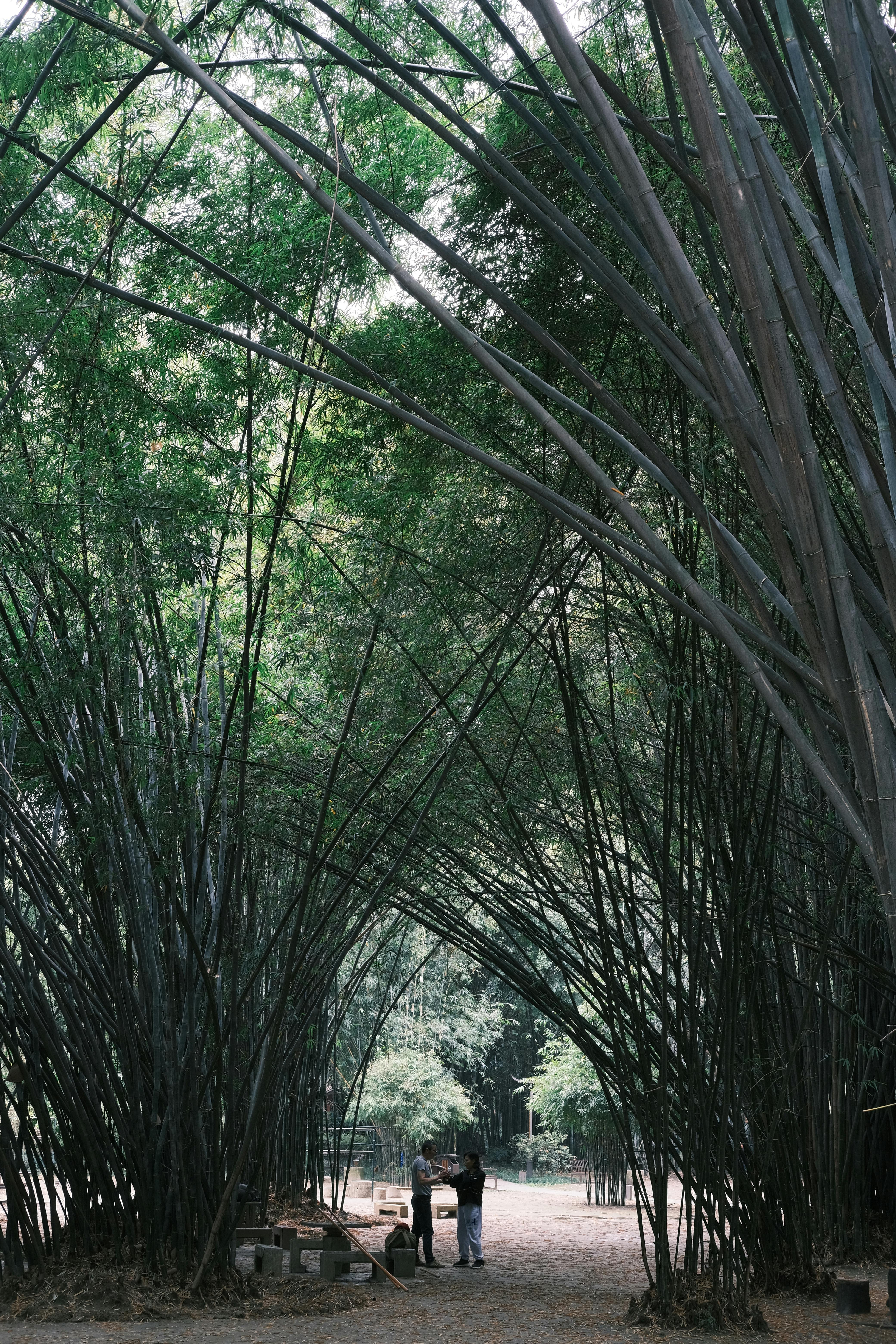People in Bamboo Forest · Free Stock Photo