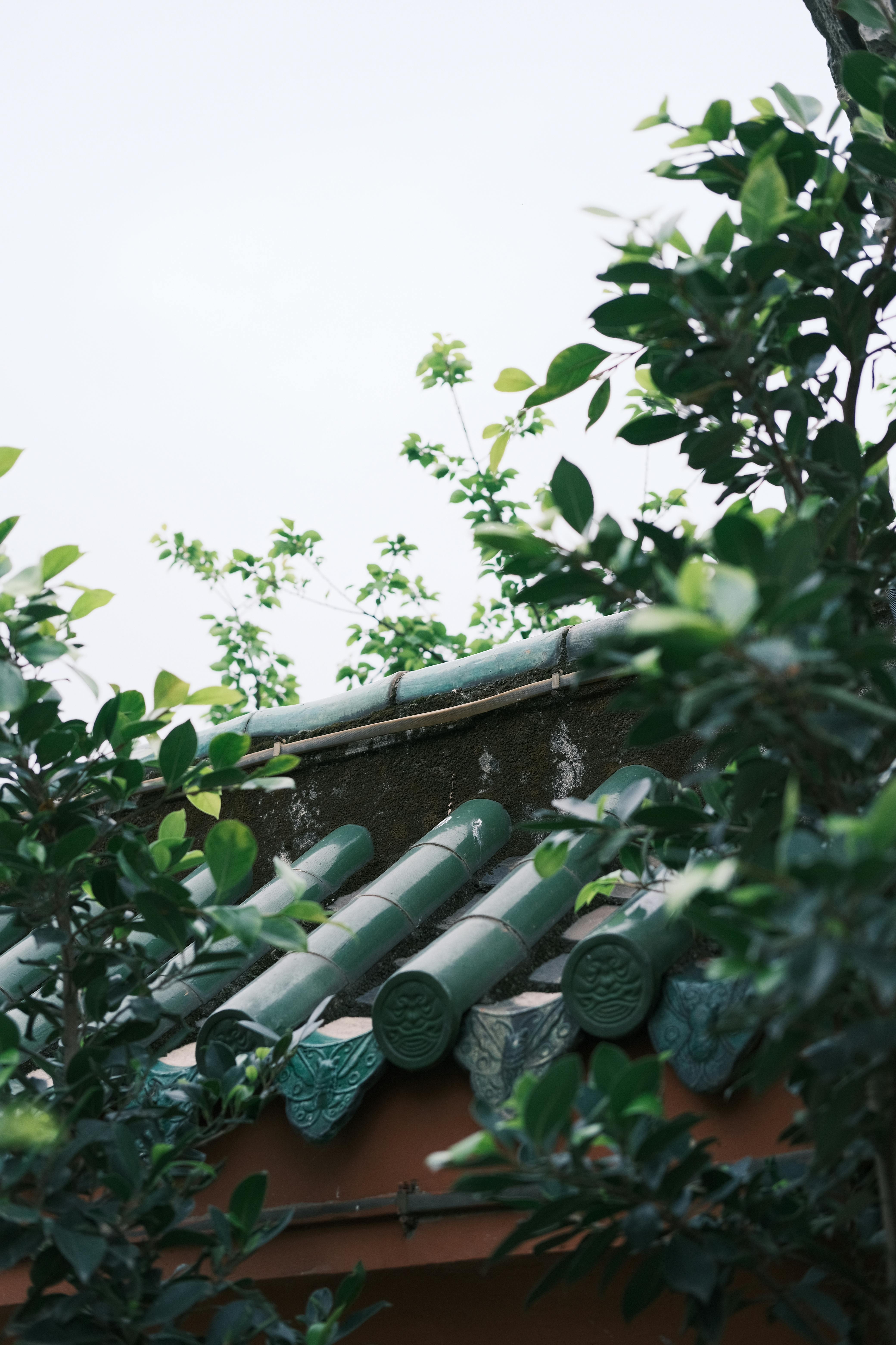 10,000+ ภาพถ่าย ผีเสื้อจีน ที่ดีที่สุด · ดาวน์โหลดฟรี 100% · ภาพถ่าย ...