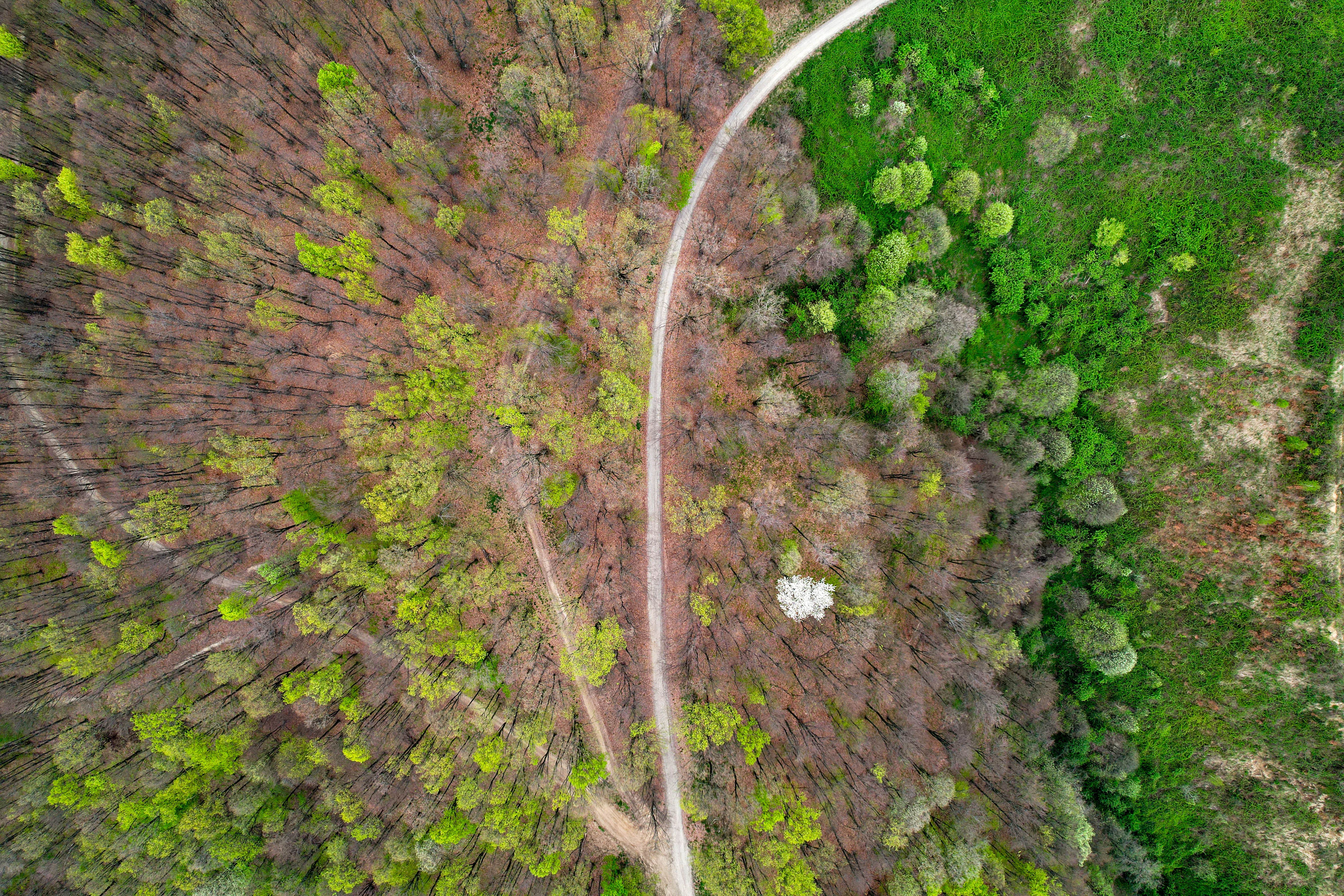 Birds Eye View of Forest and Dirt Roads · Free Stock Photo