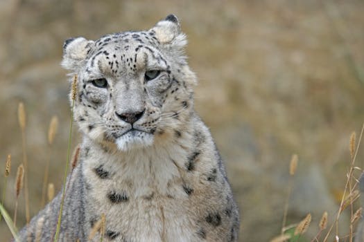 White Yellow and Black Spotted Leopard on Gray Stone during Daytime ...