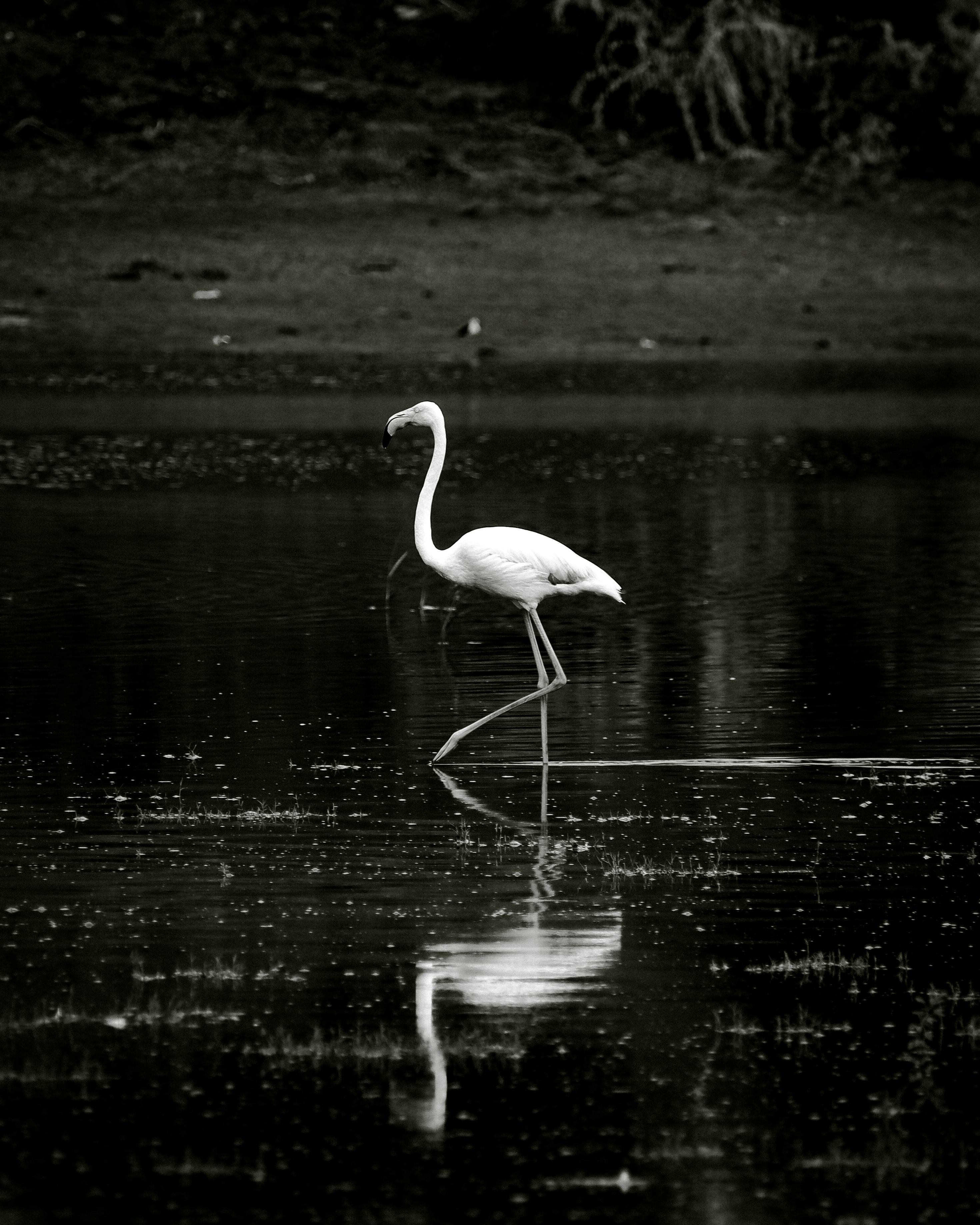 Grayscale Photo of Flamingos · Free Stock Photo