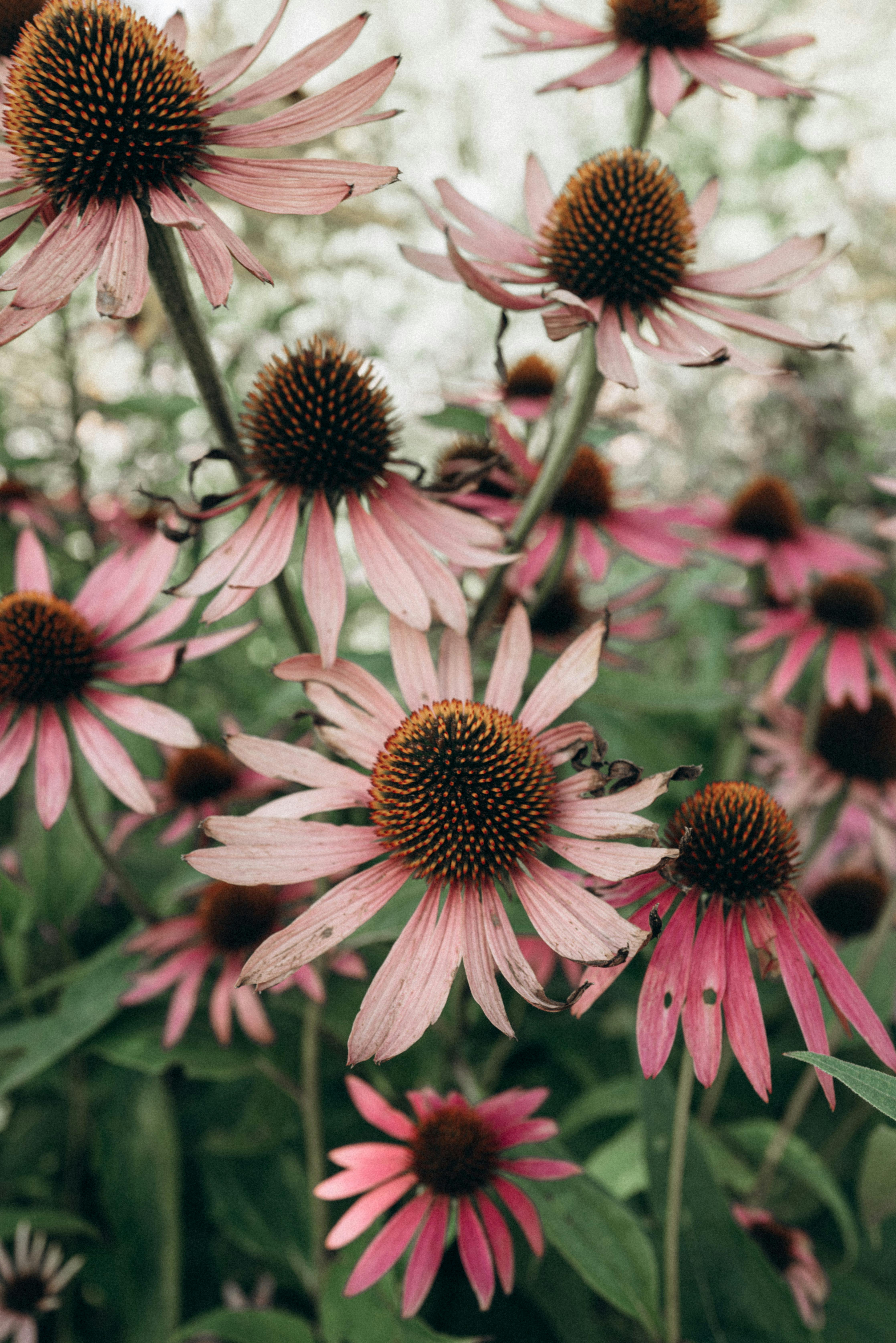 Pink flowers with brown centers in a garden · Free Stock Photo