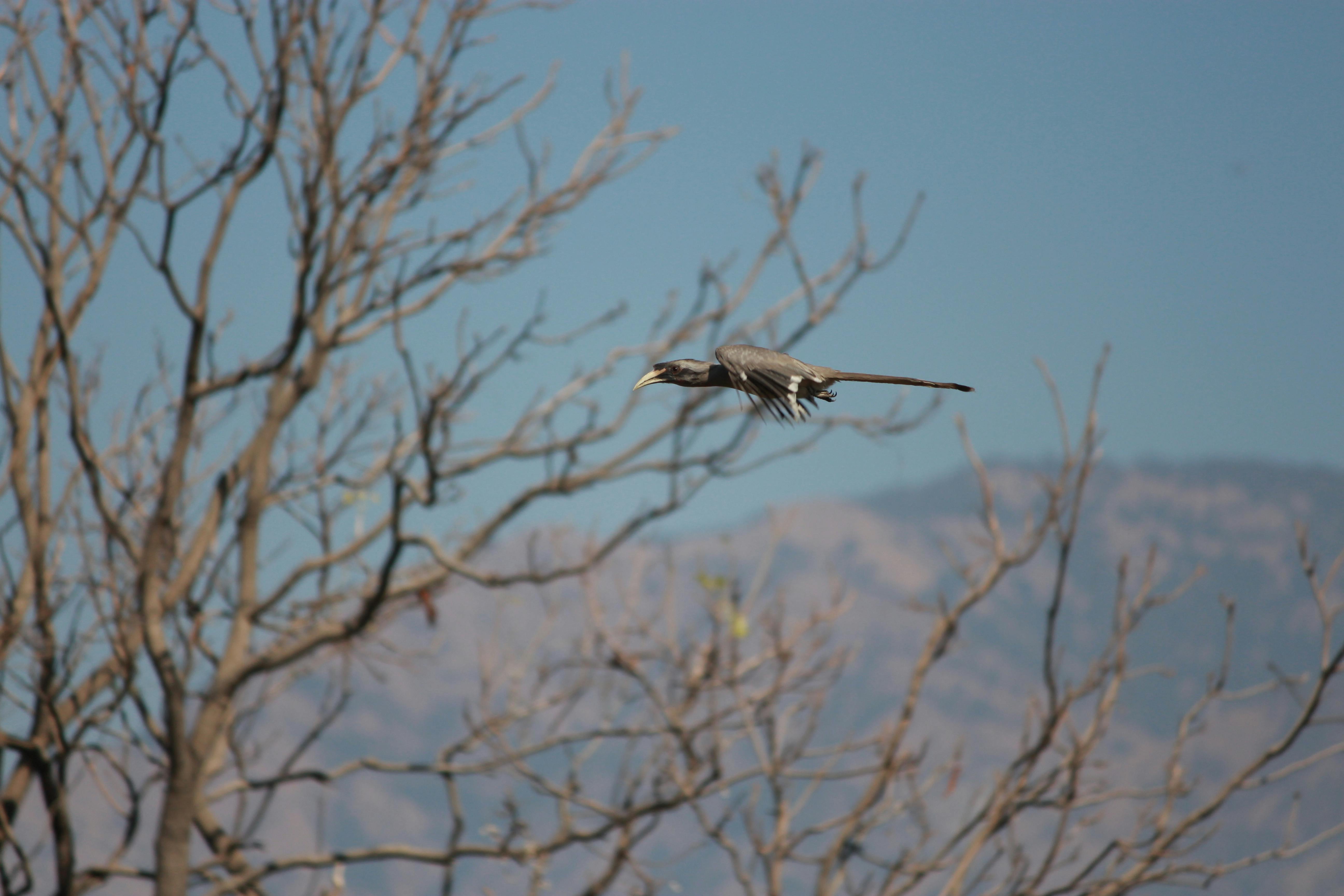 A Southern Fiscal Bird Flying near the Green Leaves · Free Stock Photo
