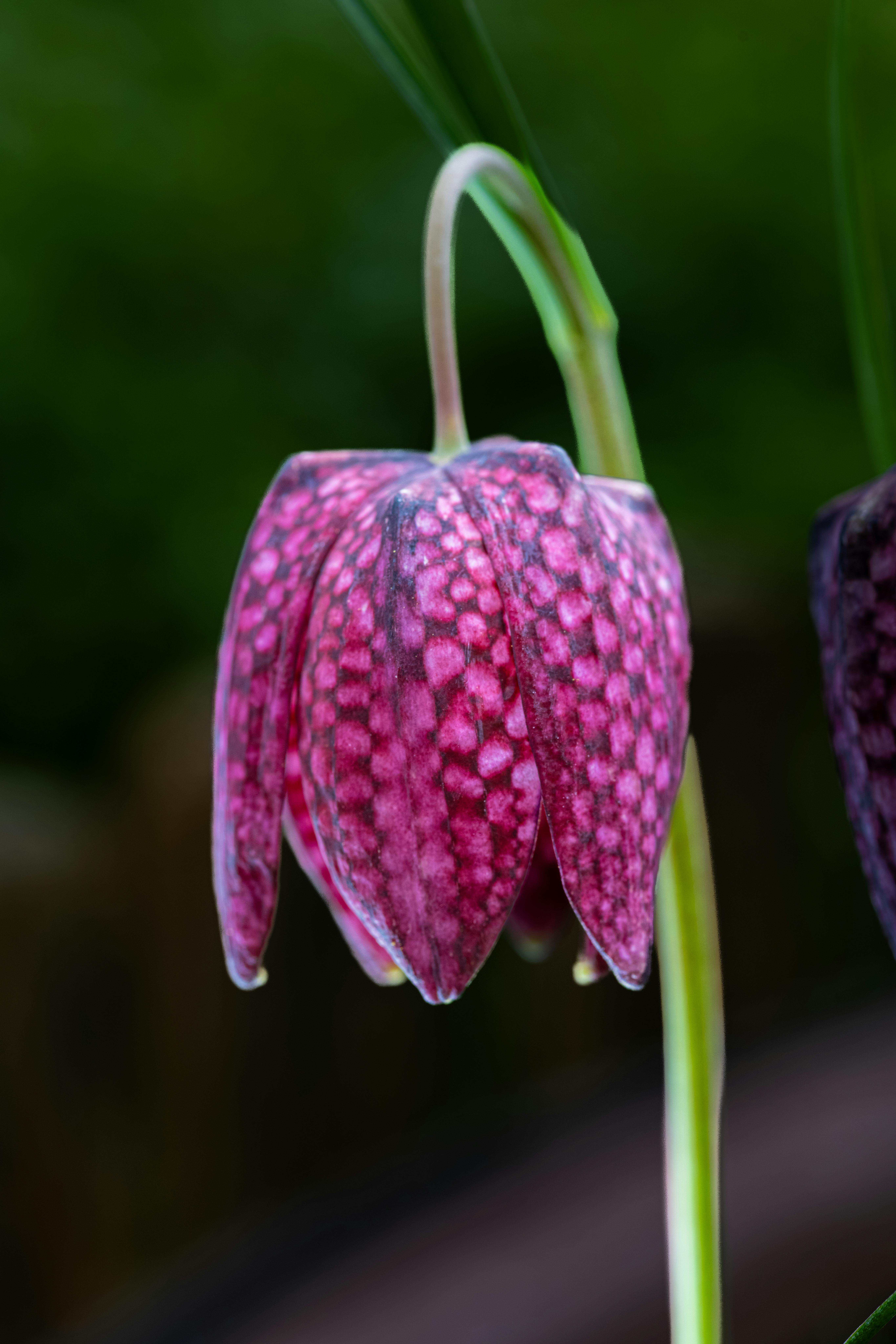Close-up Purple Checkered Flower · Free Stock Photo