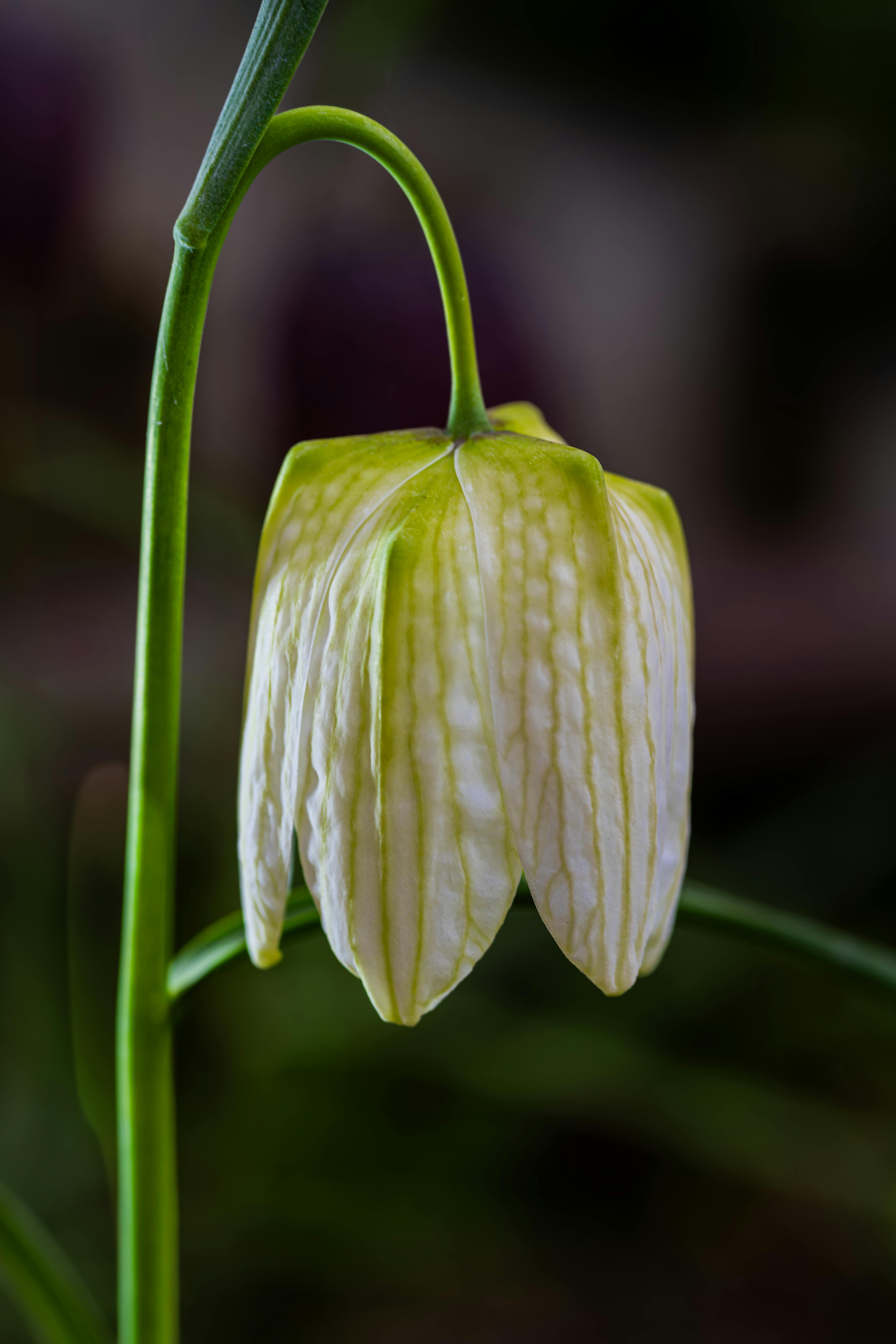 Close-up of Snakes Head Fritillary White Flower · Free Stock Photo
