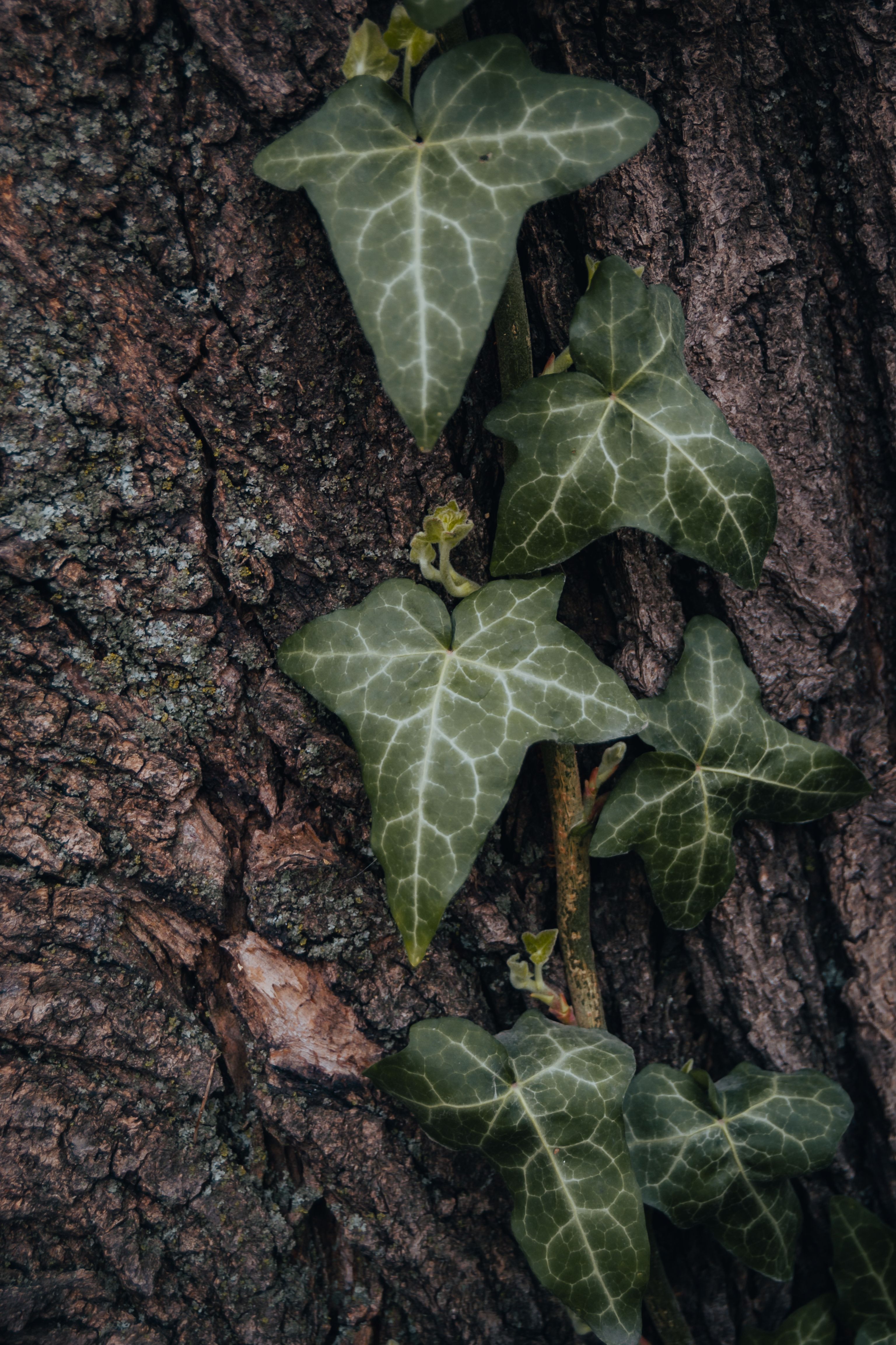 Ivy Climbing on the Tree · Free Stock Photo