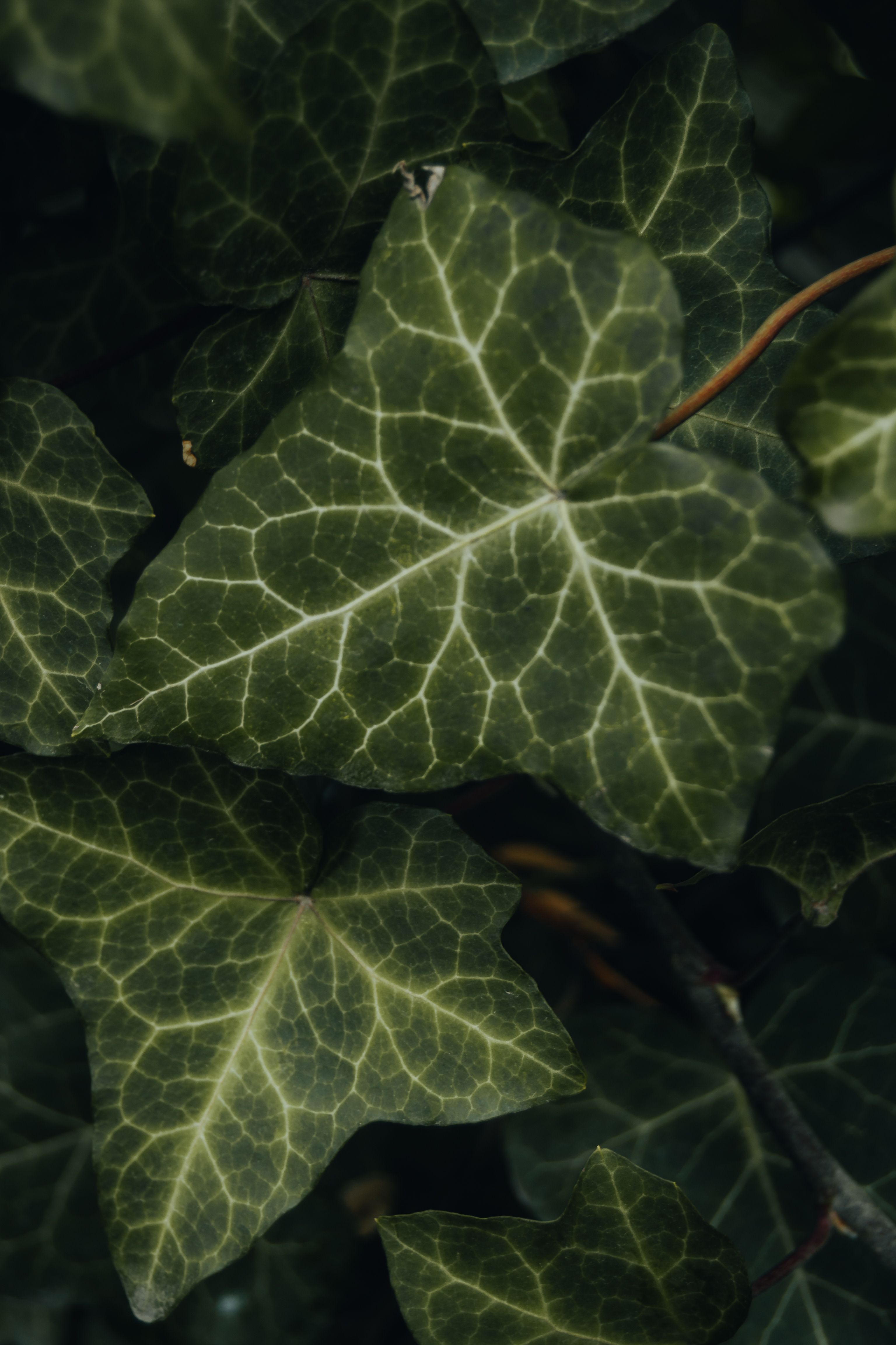 Close-up of Ivy Leaves · Free Stock Photo