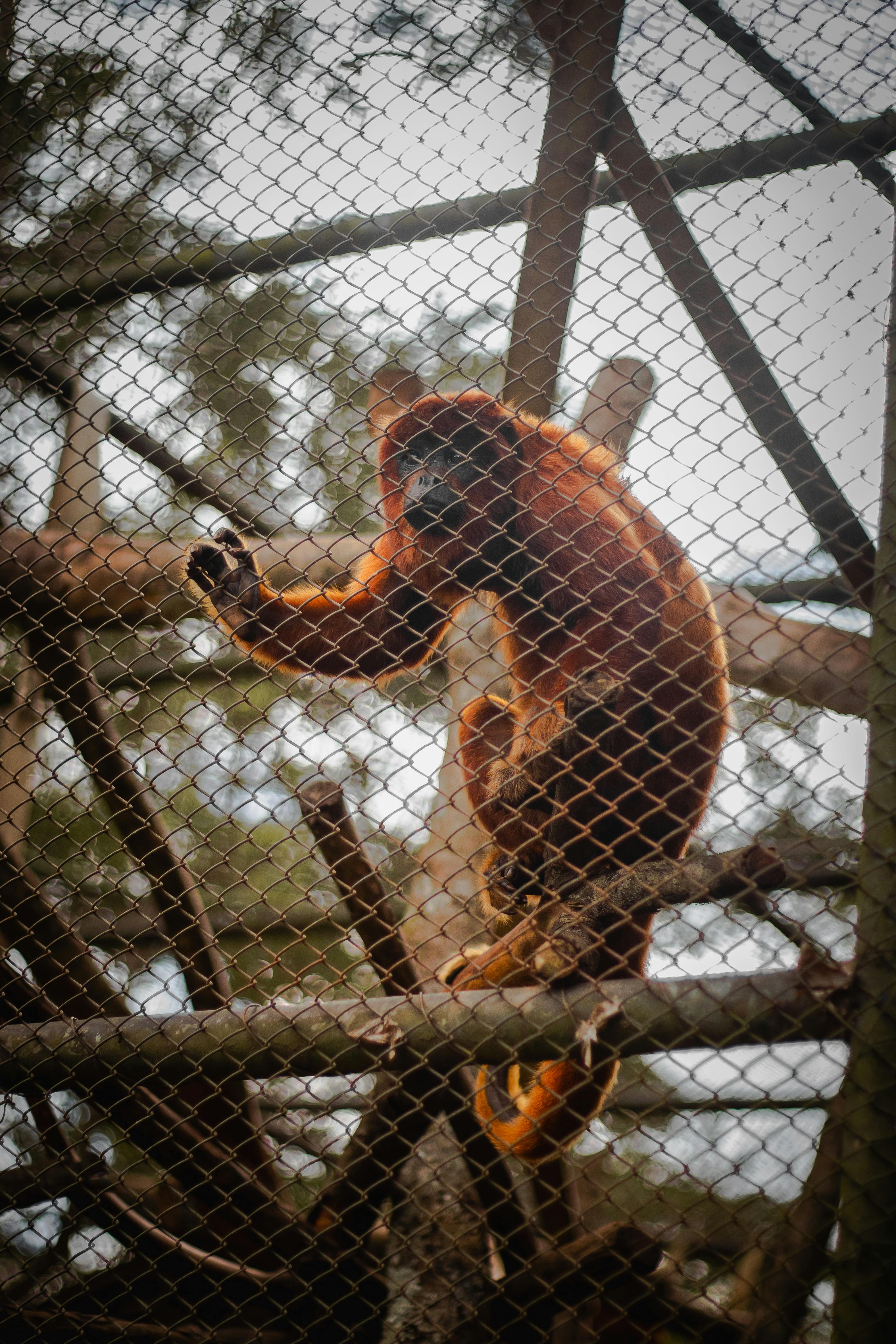 Bugio Photos, Download The BEST Free Bugio Stock Photos & HD Images