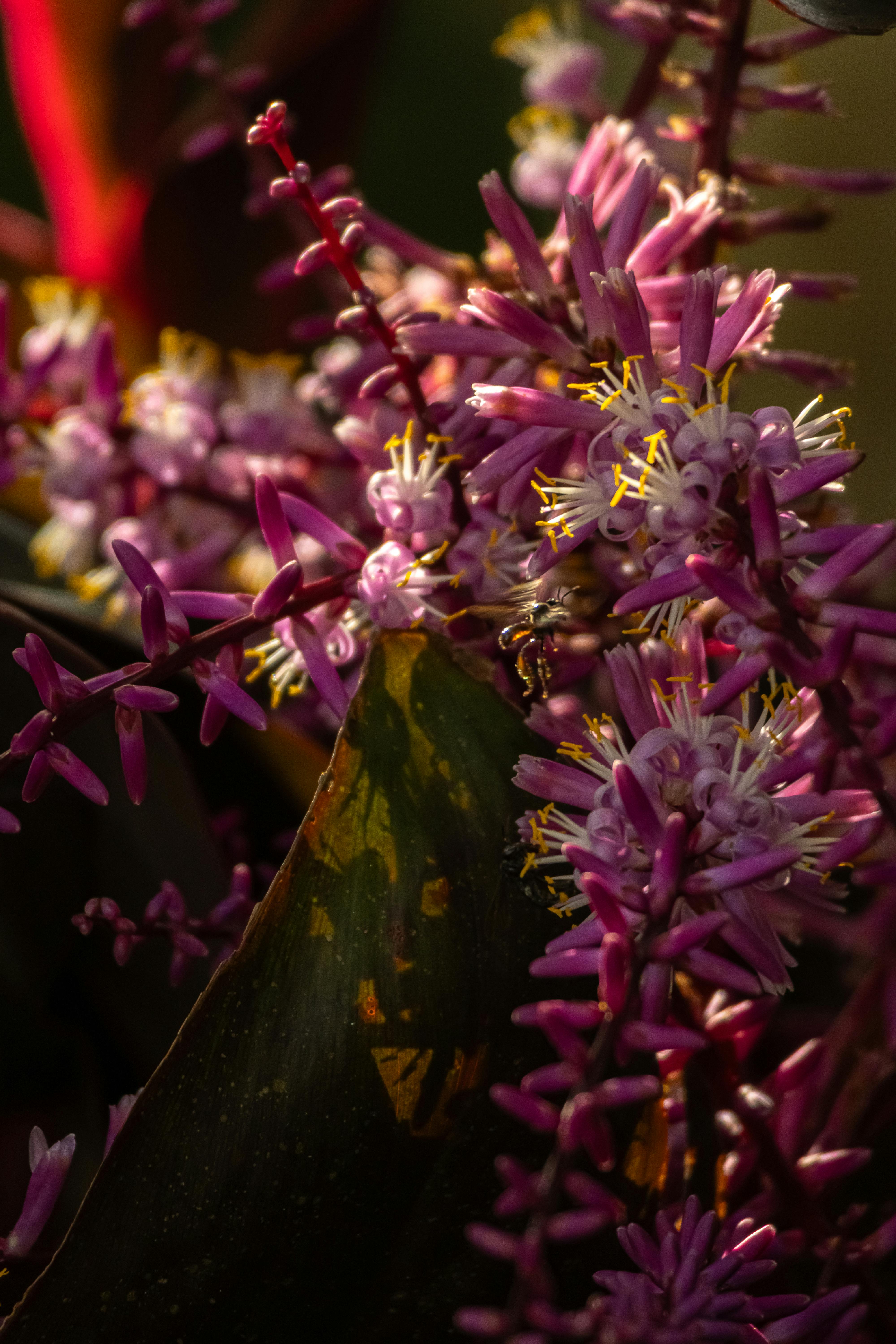 80.000+ melhores imagens de Hystar Blossom 2560 X 1440 · Download 100% ...