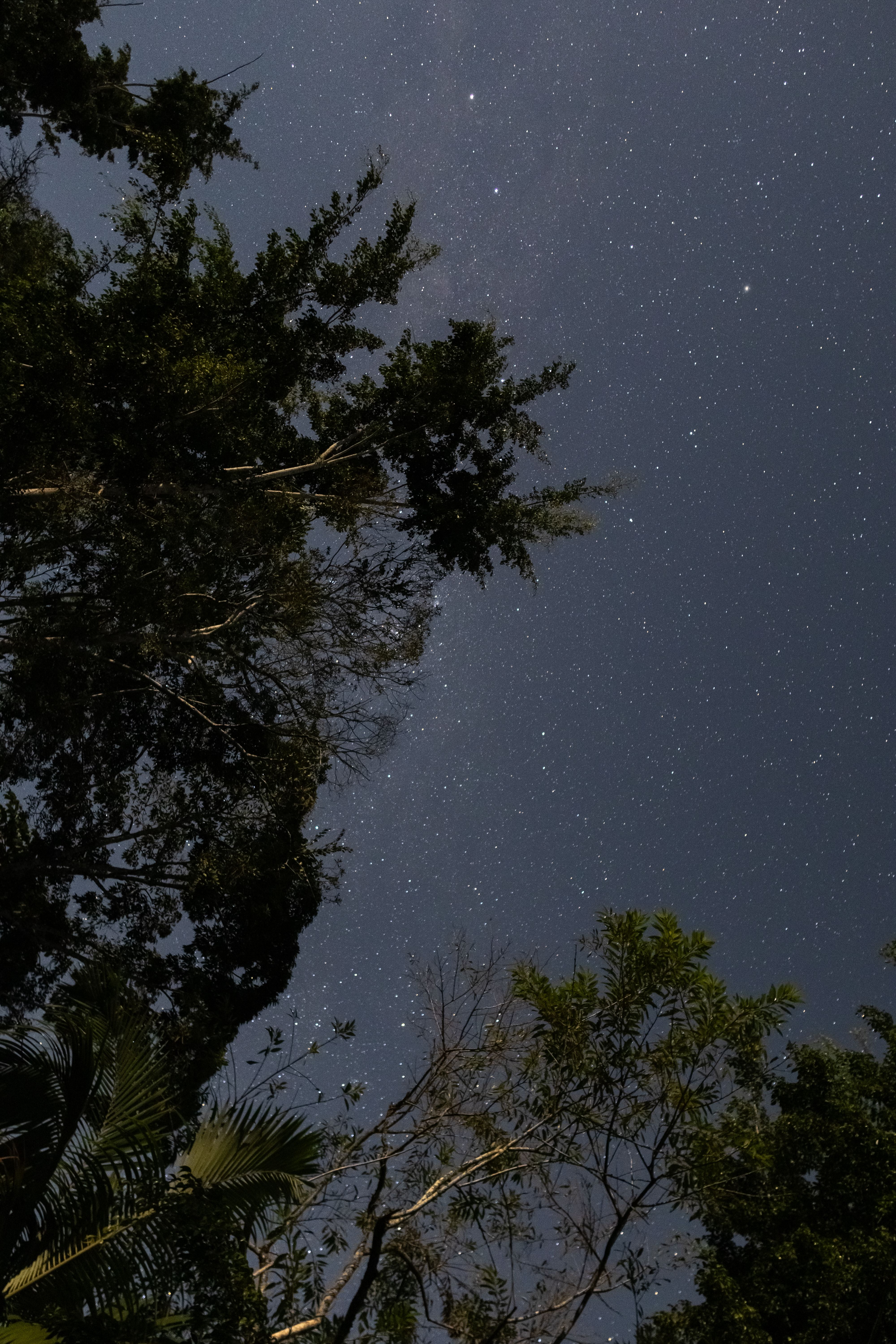 Green Trees during Night Time · Free Stock Photo