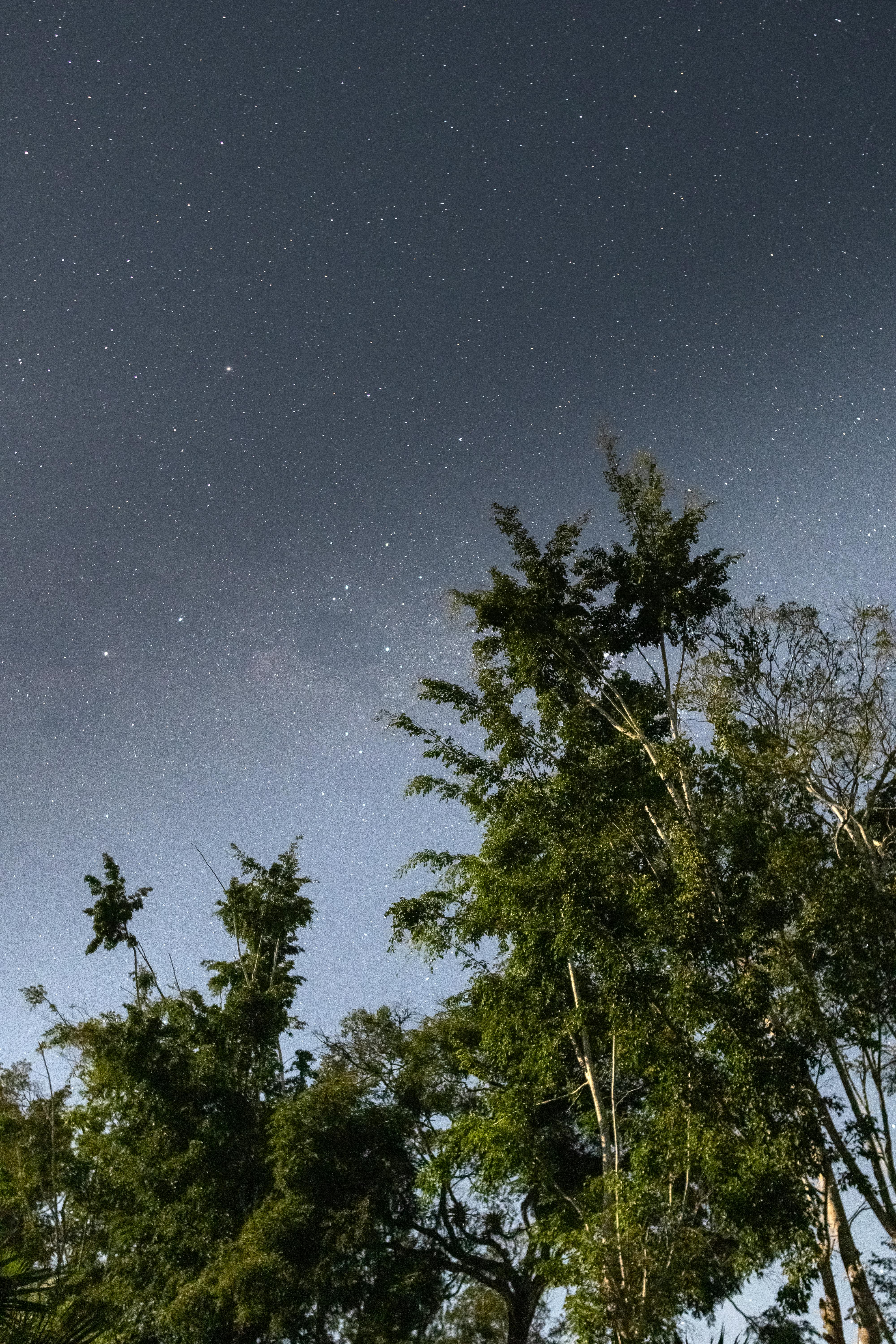 Green Trees during Night Time · Free Stock Photo