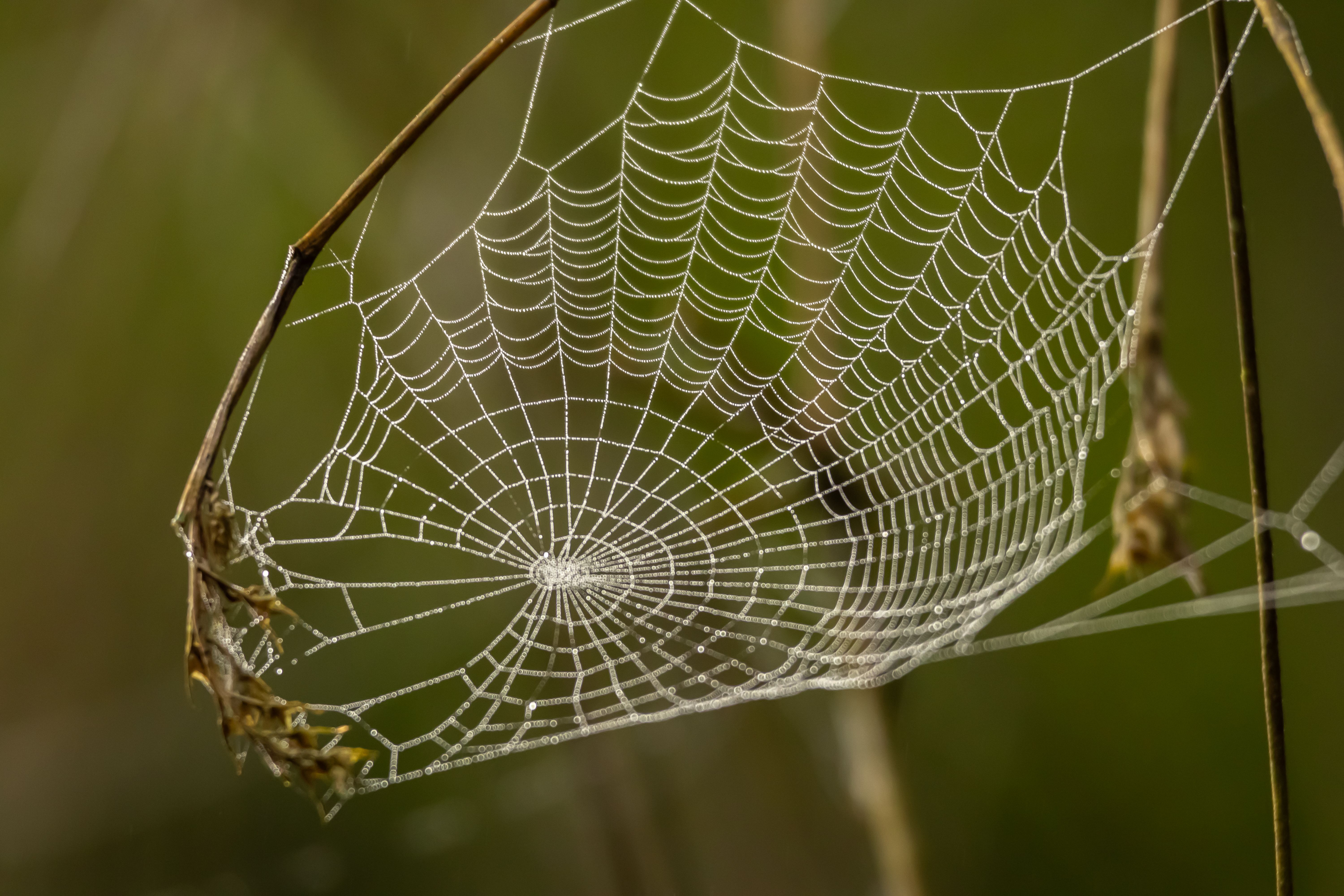 White, Thin Spiderweb · Free Stock Photo
