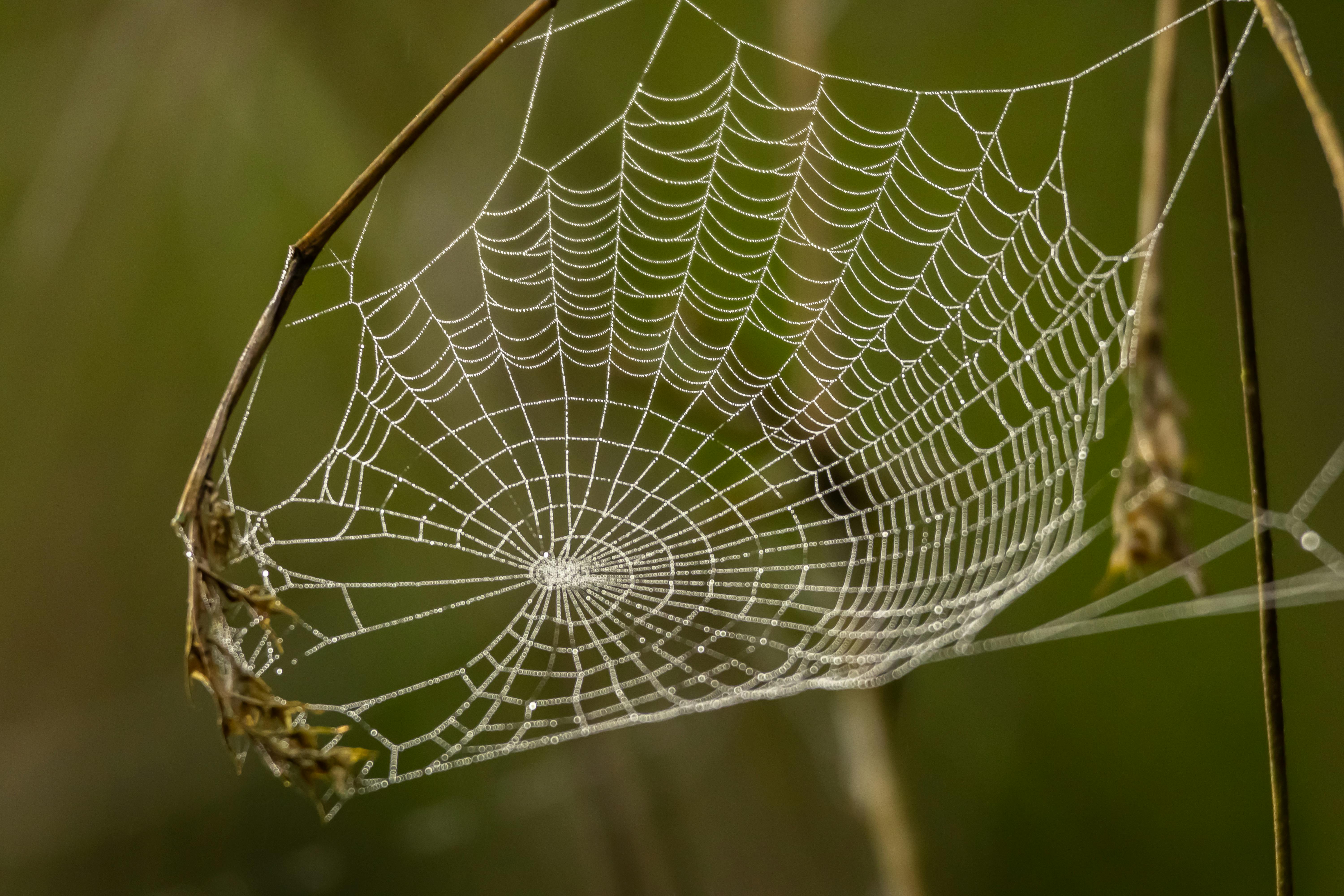 White, Thin Spiderweb · Free Stock Photo