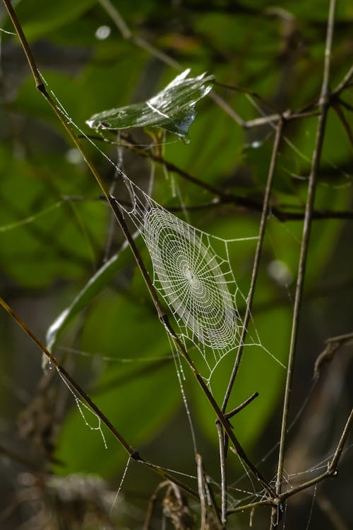 Close-up of Spiders Web · Free Stock Photo Close-up of Spiders Web · Free Stock Photo