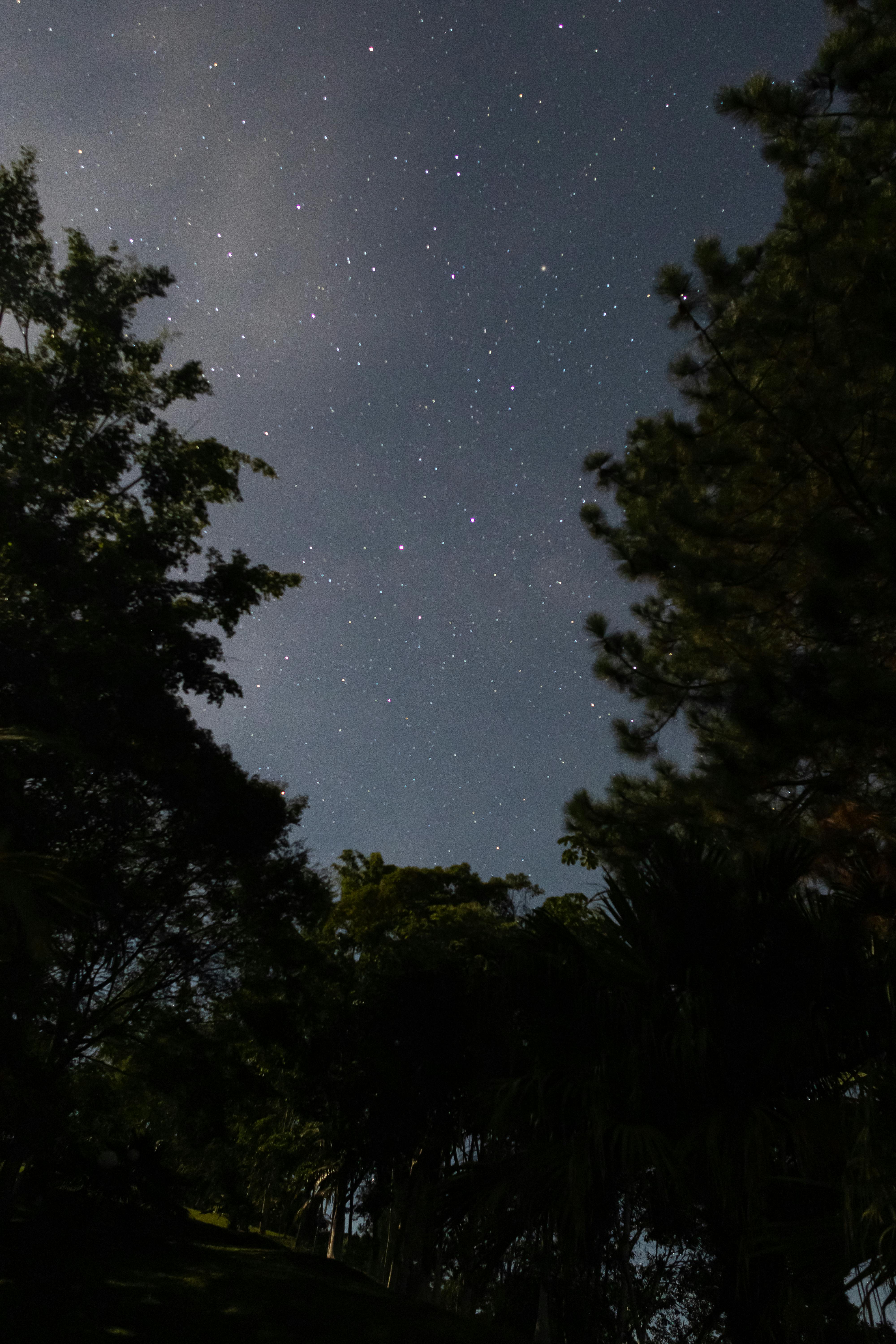 A night sky with stars above trees · Free Stock Photo