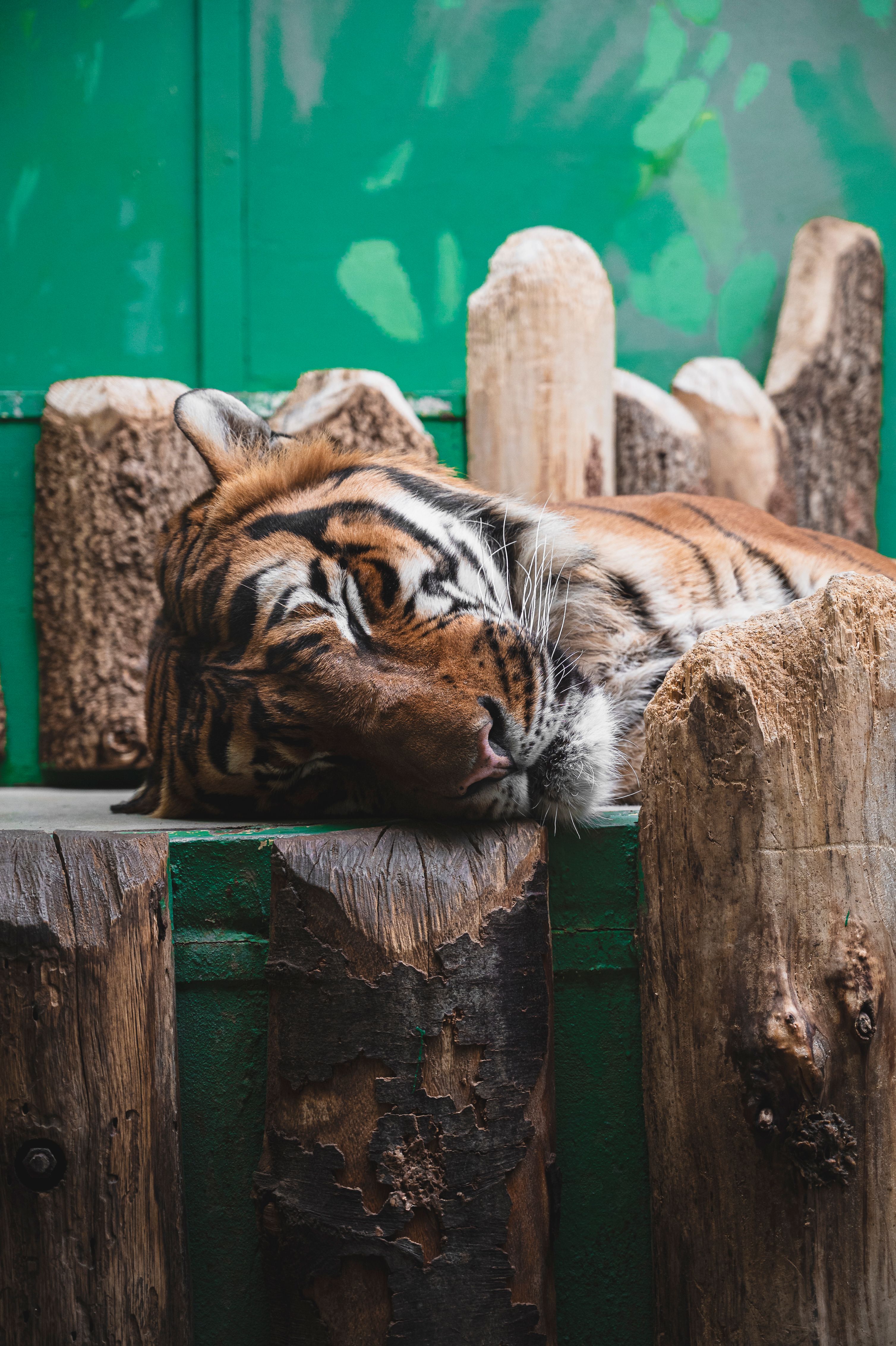 Tiger lying on green grass · Free Stock Photo