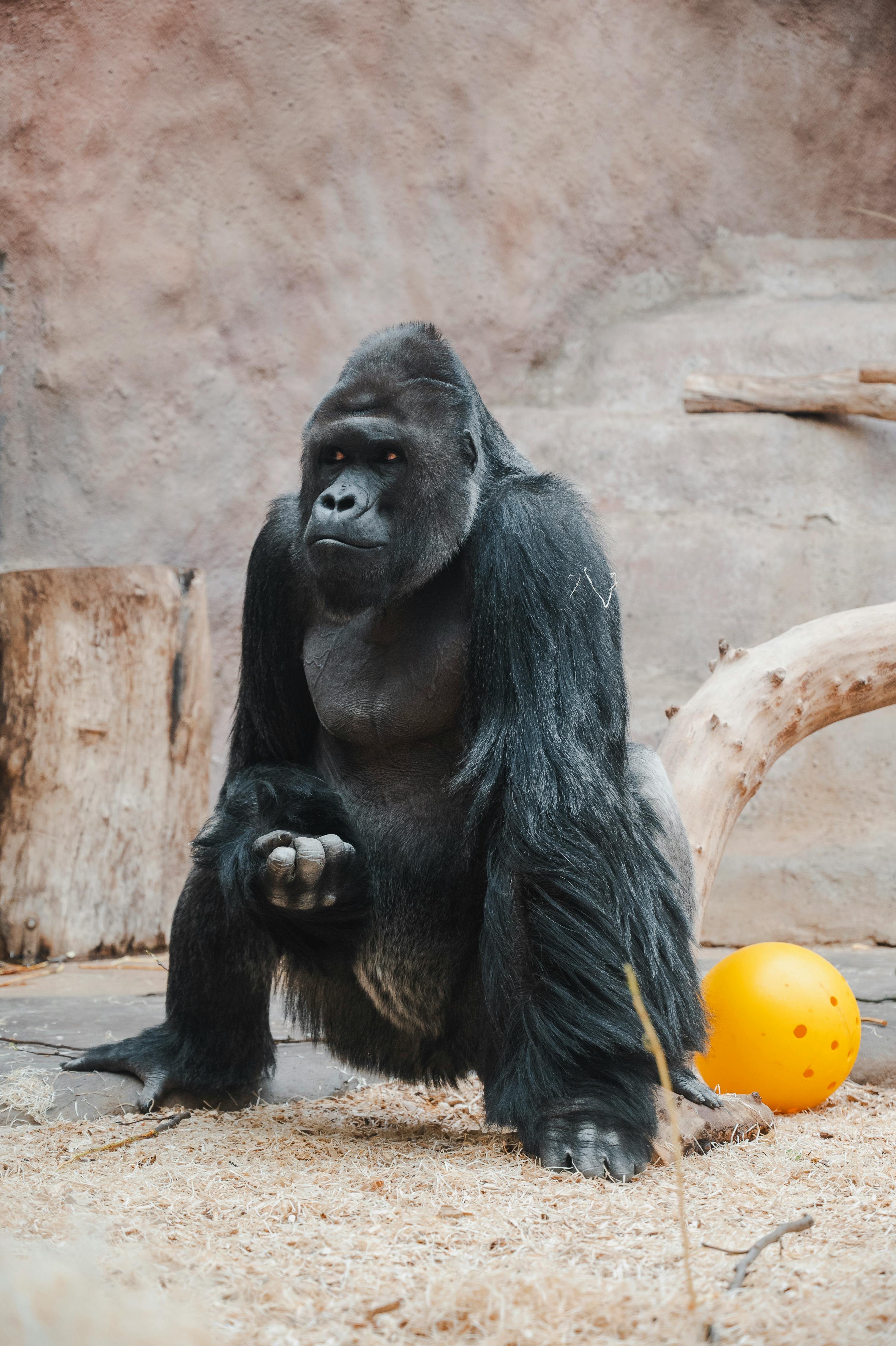 Gorilla Balls Photos, Download The BEST Free Gorilla Balls Stock Photos ...