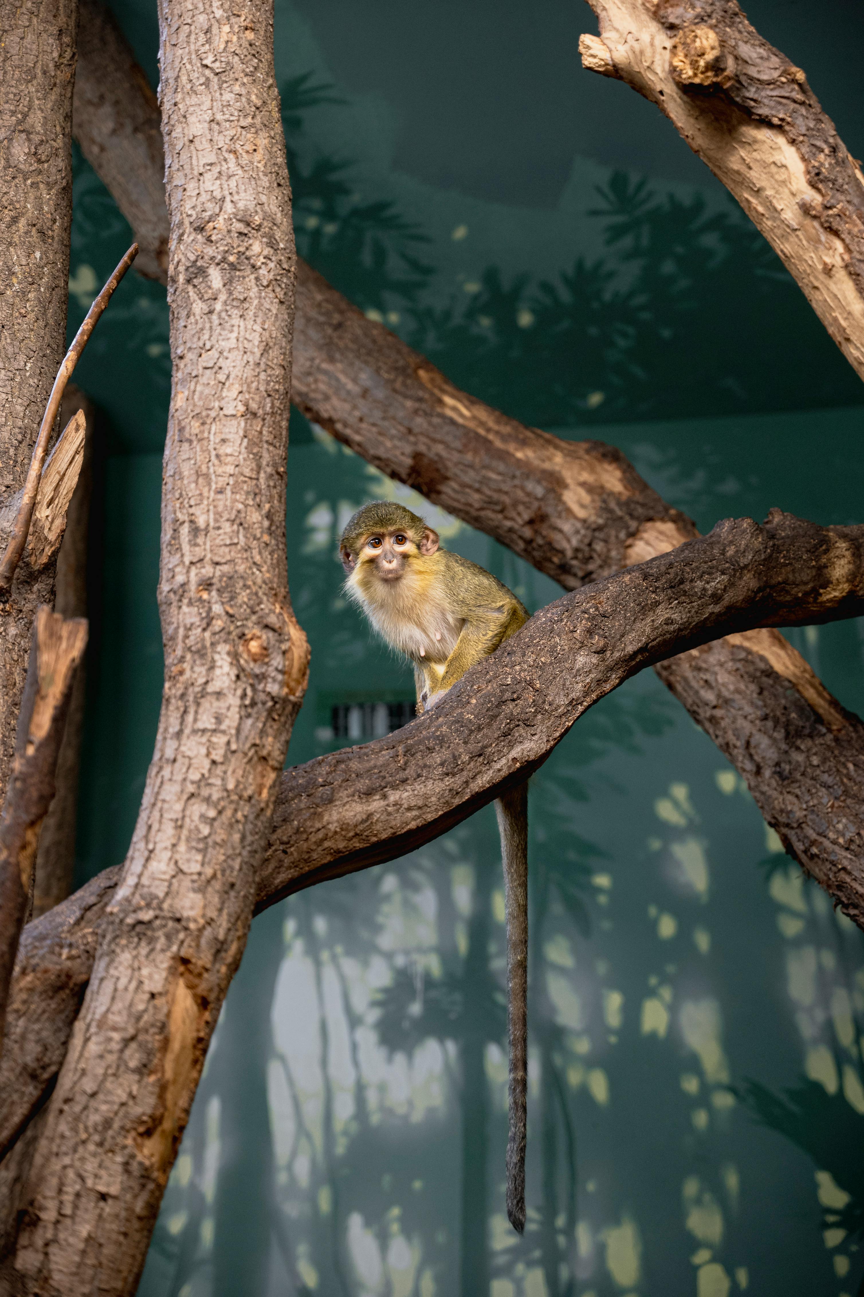 Catching Monkey Photos, Download The BEST Free Catching Monkey Stock ...