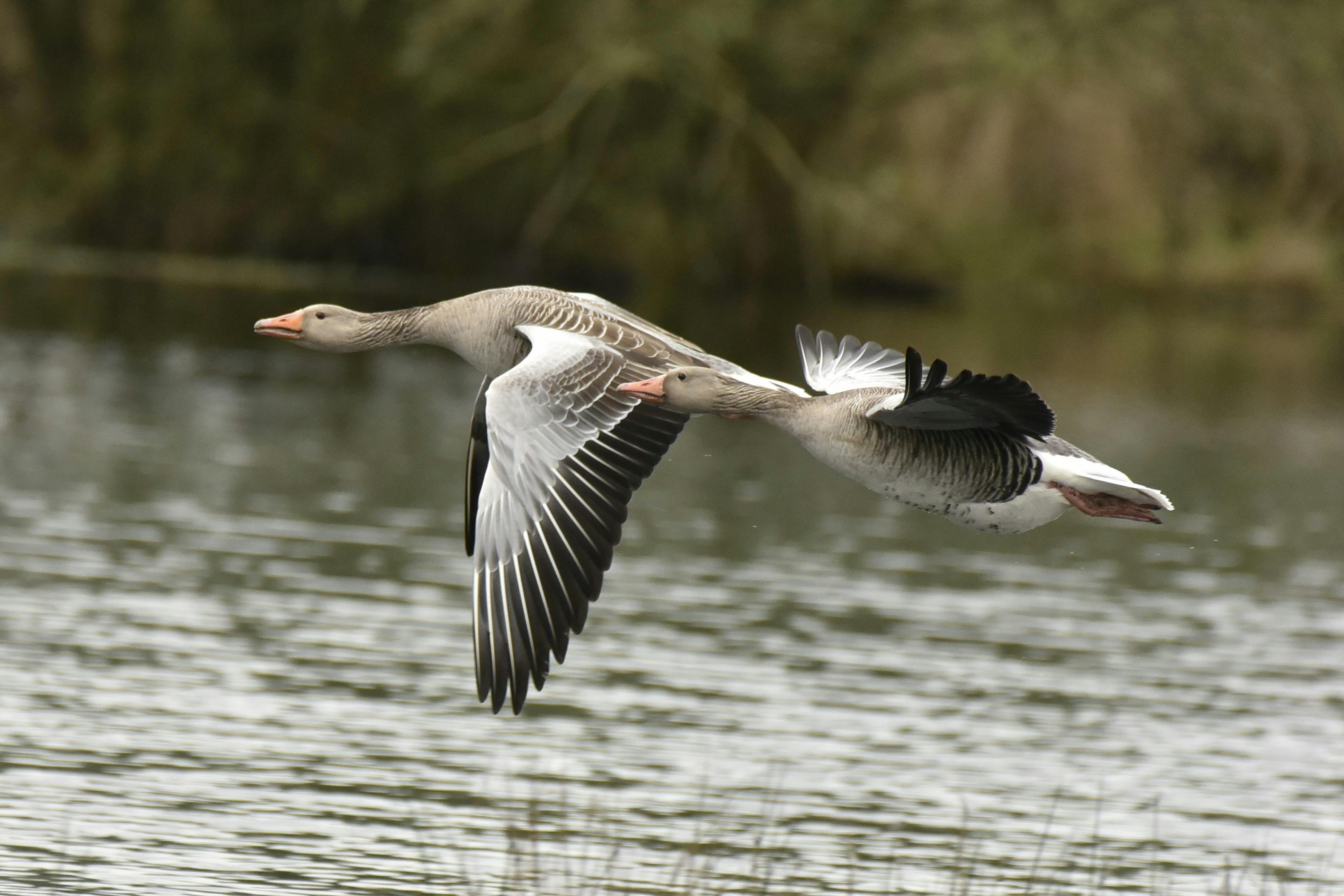 Geese Flying over Water · Free Stock Photo