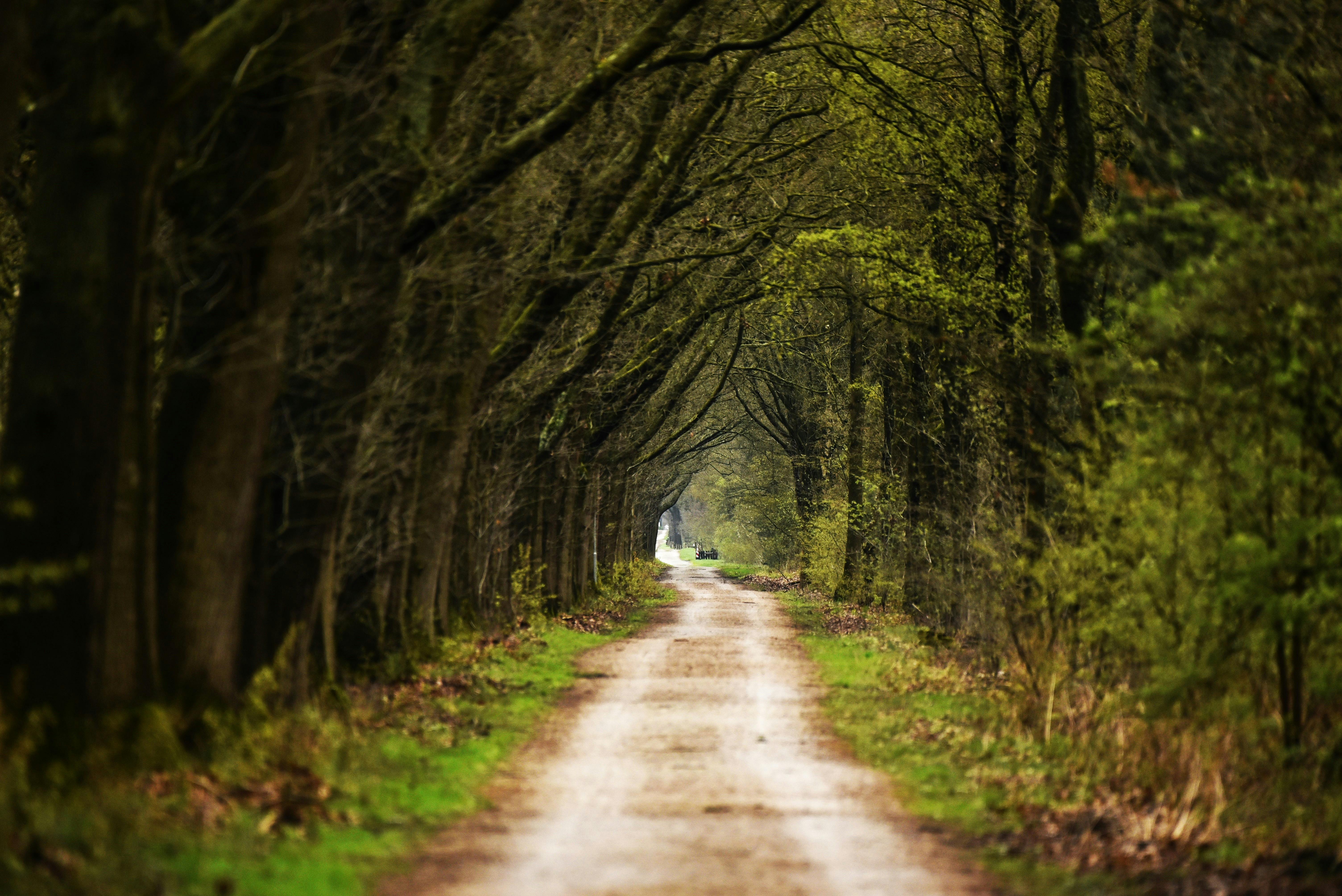 Dirt Road in Forest · Free Stock Photo