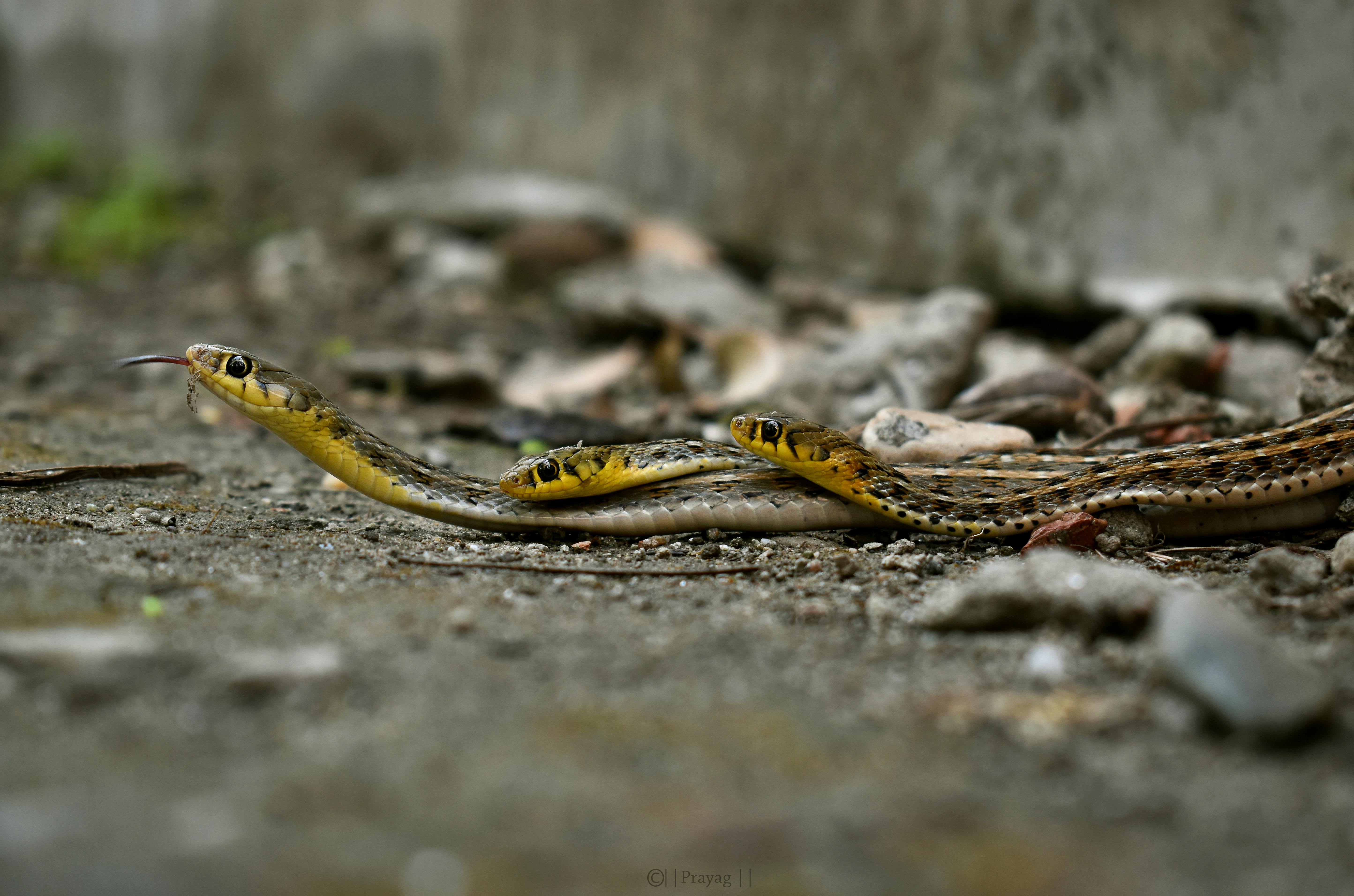 Two snakes are walking on the ground · Free Stock Photo