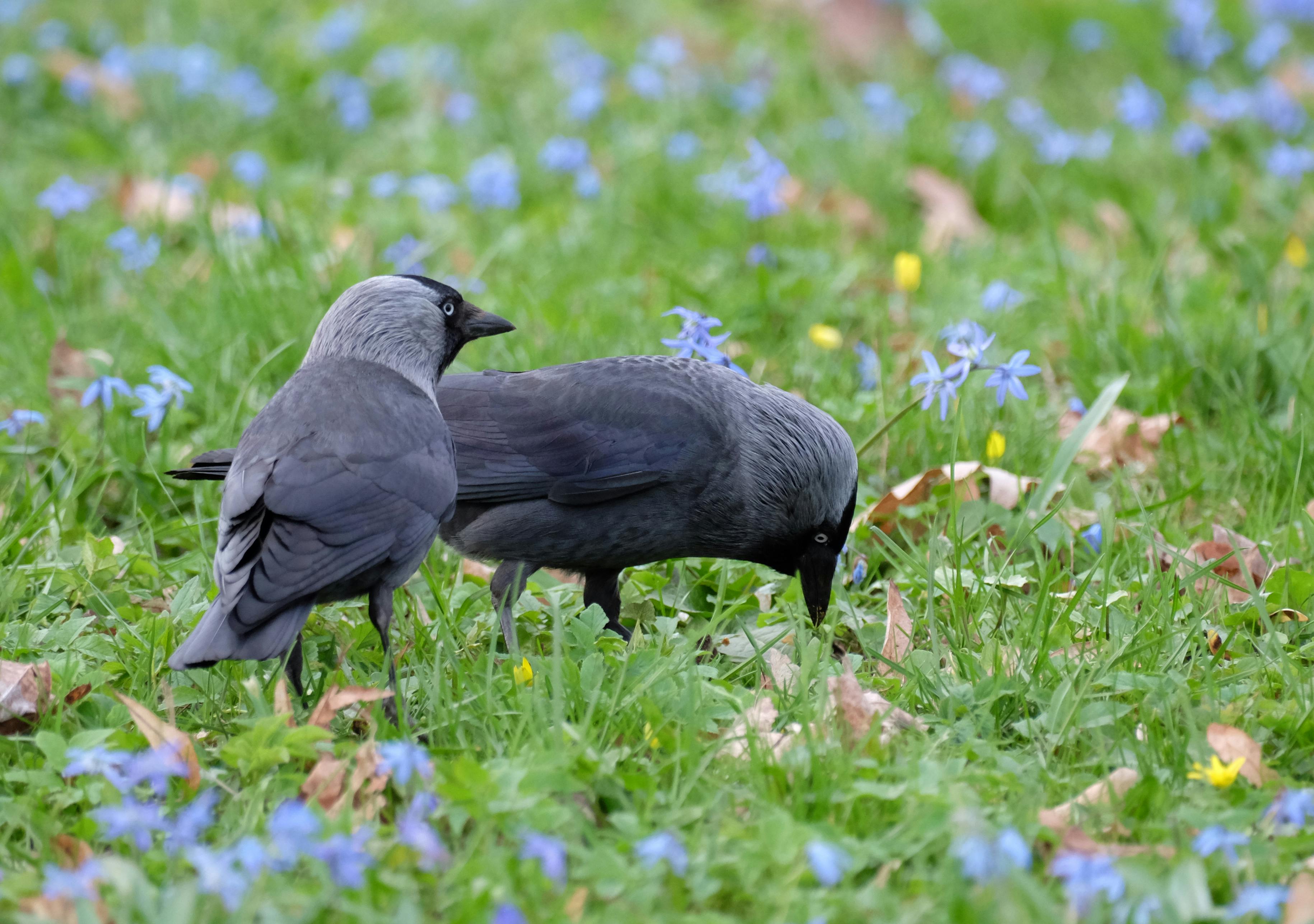 Two crows standing in a field of blue flowers · Free Stock Photo