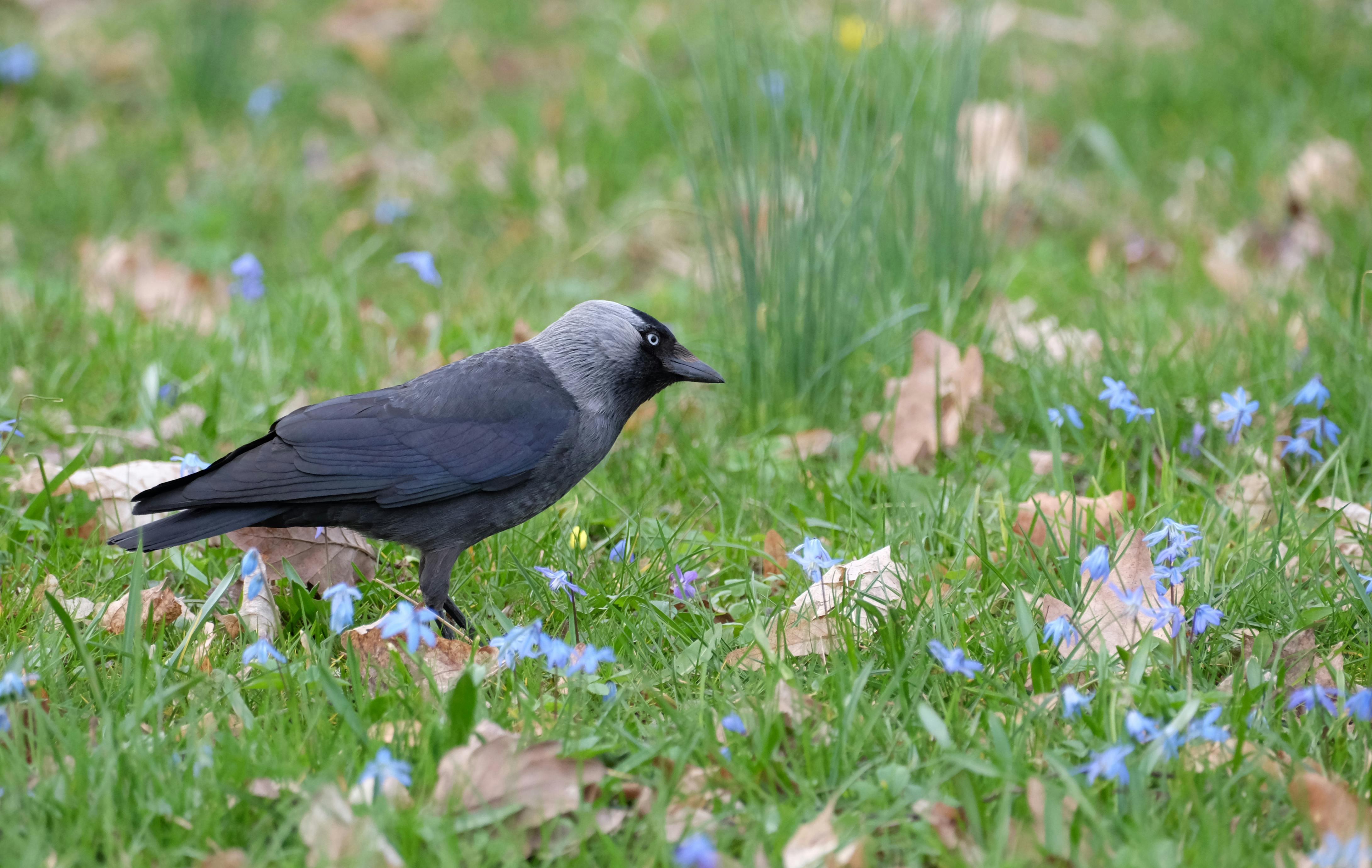 Small Crow Photos, Download The BEST Free Small Crow Stock Photos & HD ...