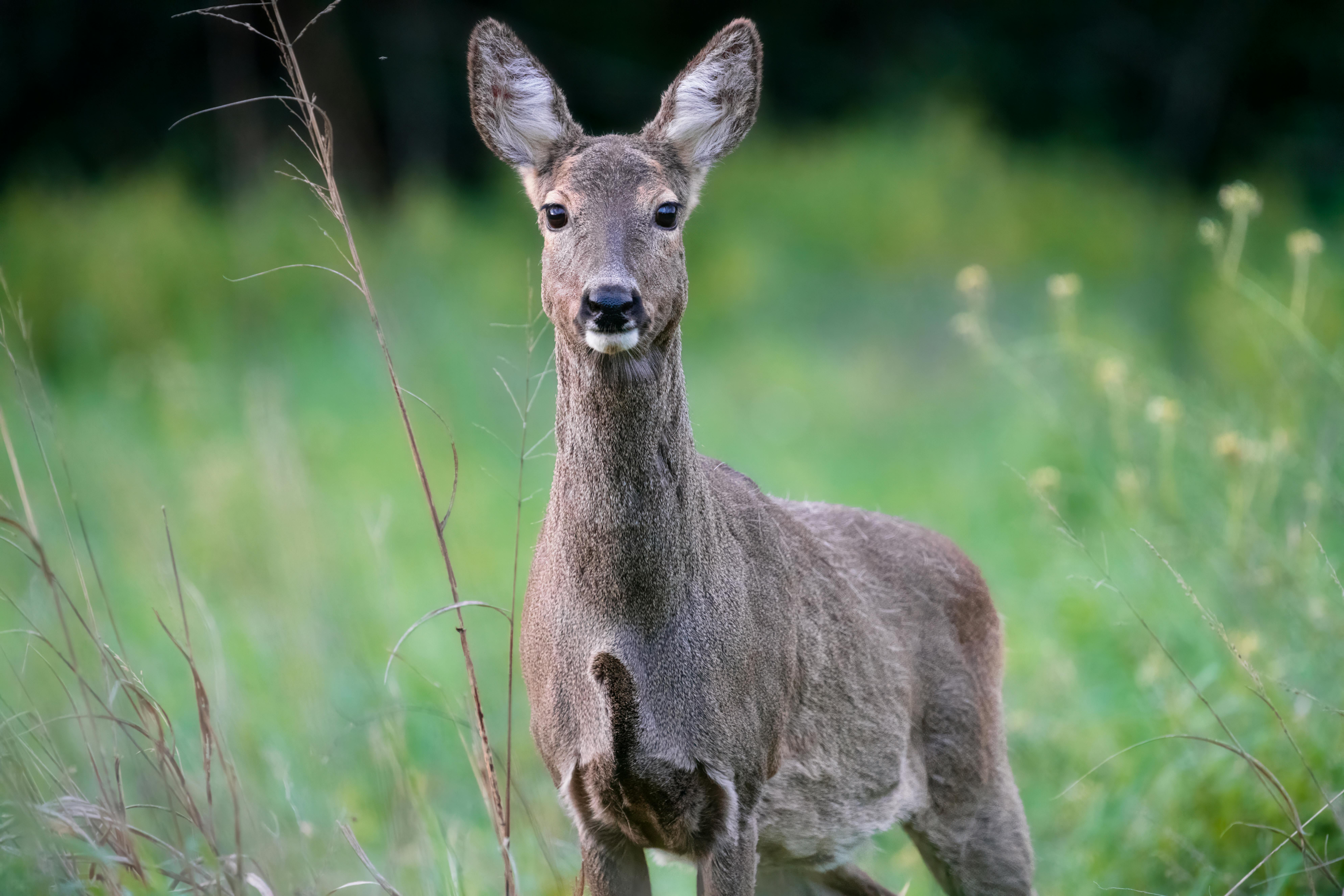 Deer Standing Against Nature Background · Free Stock Photo